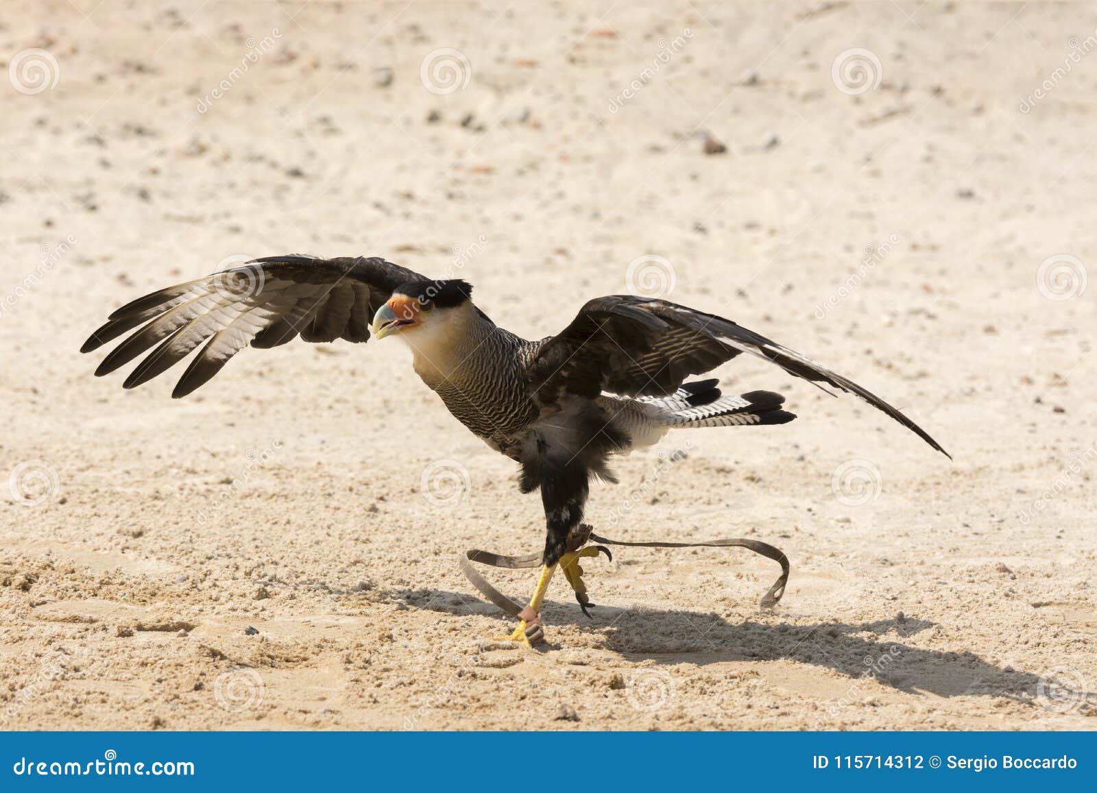 Caracara hawk in Italy stock photo. Image of head, hawk - 115714312