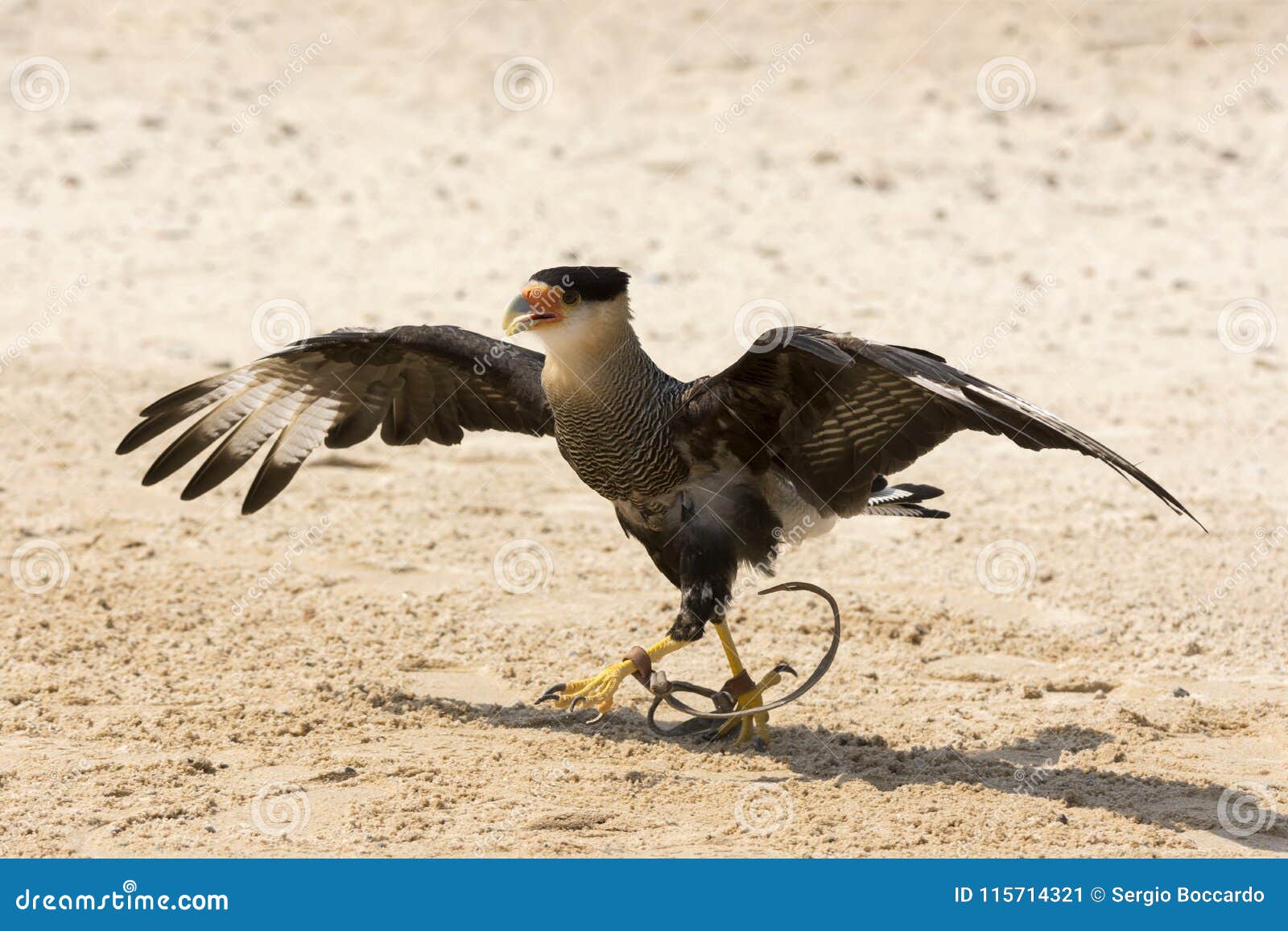Caracara hawk in Italy stock image. Image of wild, prey - 115714321