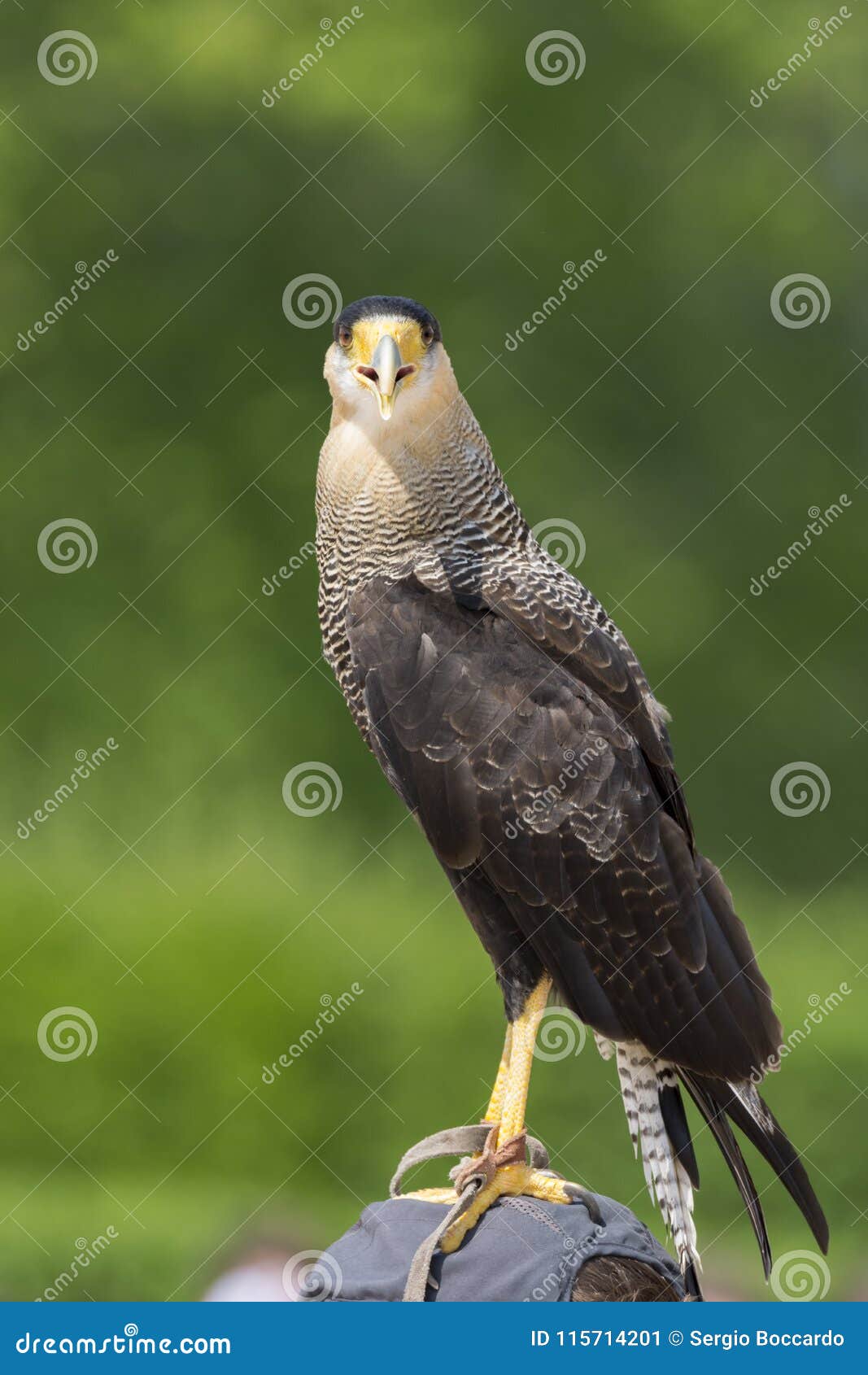 Caracara hawk in Italy stock image. Image of prey, feathers - 115714201