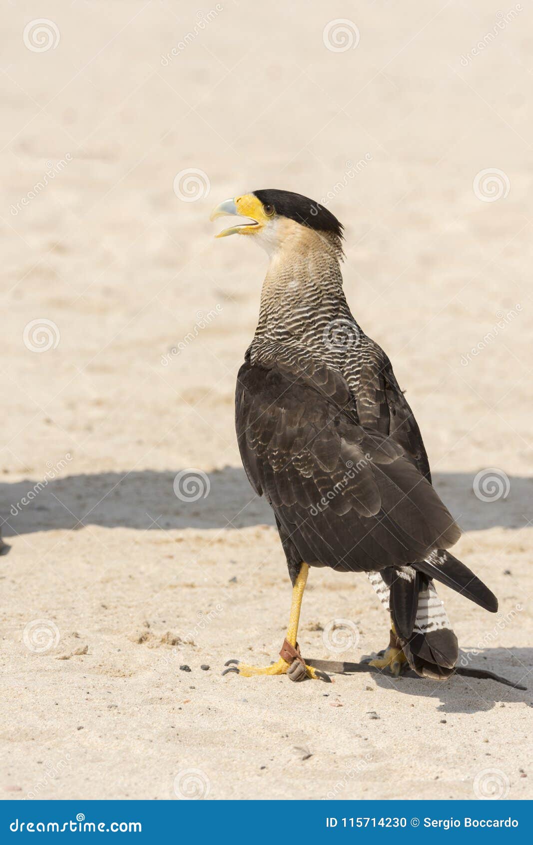Caracara hawk in Italy stock photo. Image of hawk, remiges - 115714230