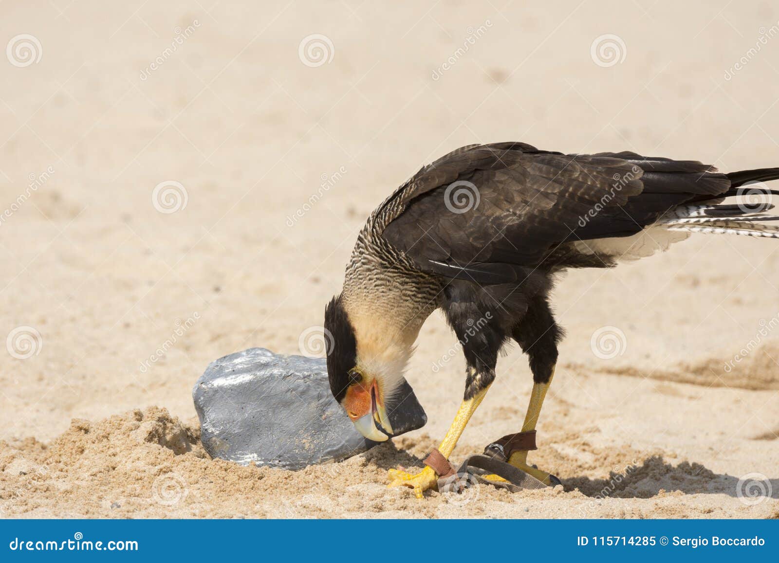 Caracara hawk in Italy stock image. Image of outdoor - 115714285