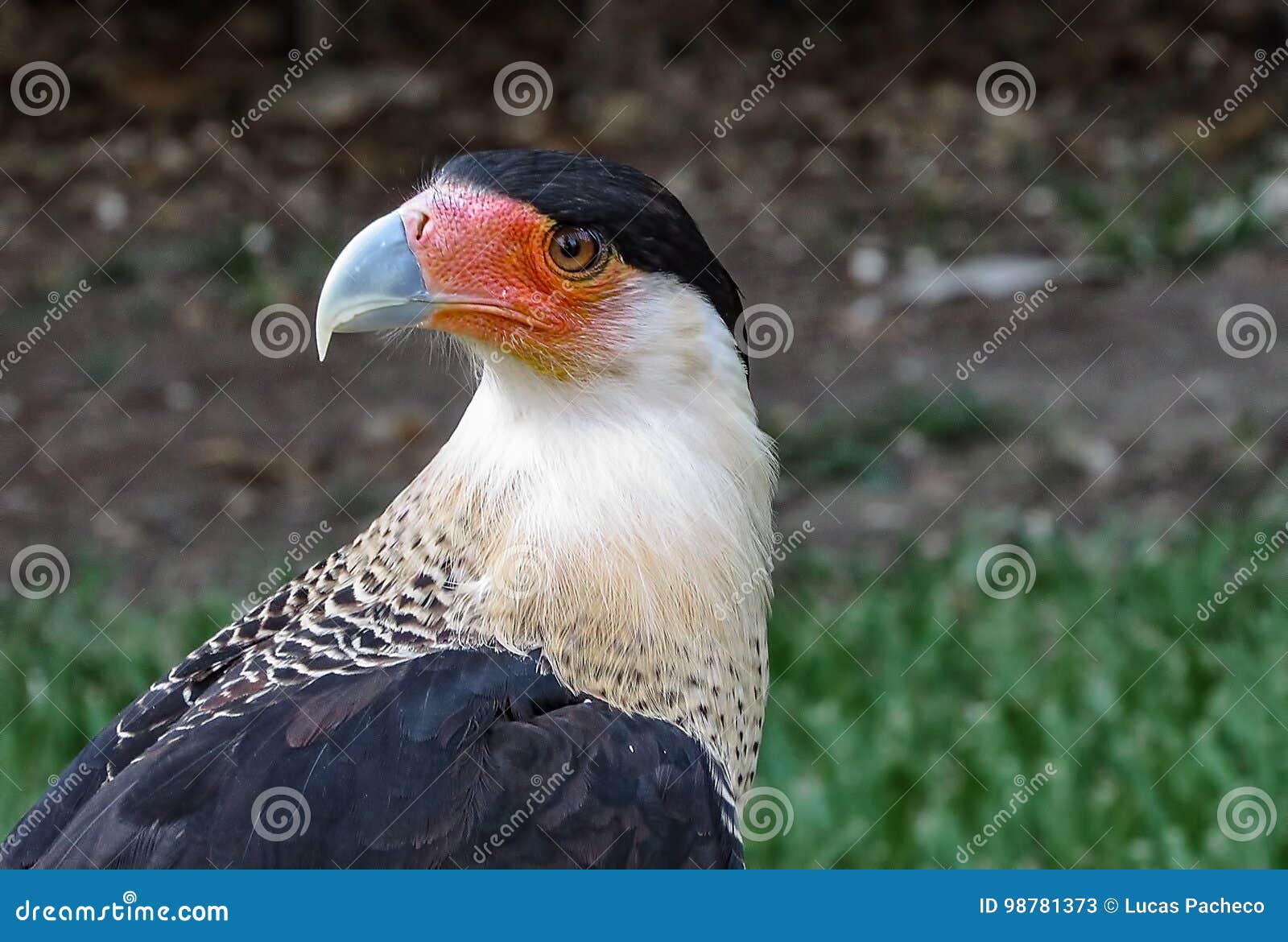 Caracara Plancus Hawk stock image. Image of eyes, hawk - 98781373