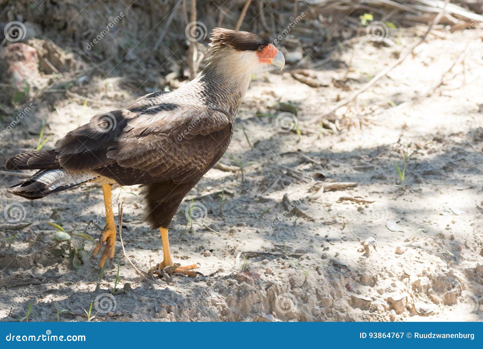 Caracara stock image. Image of nature, prey, predator - 93864767