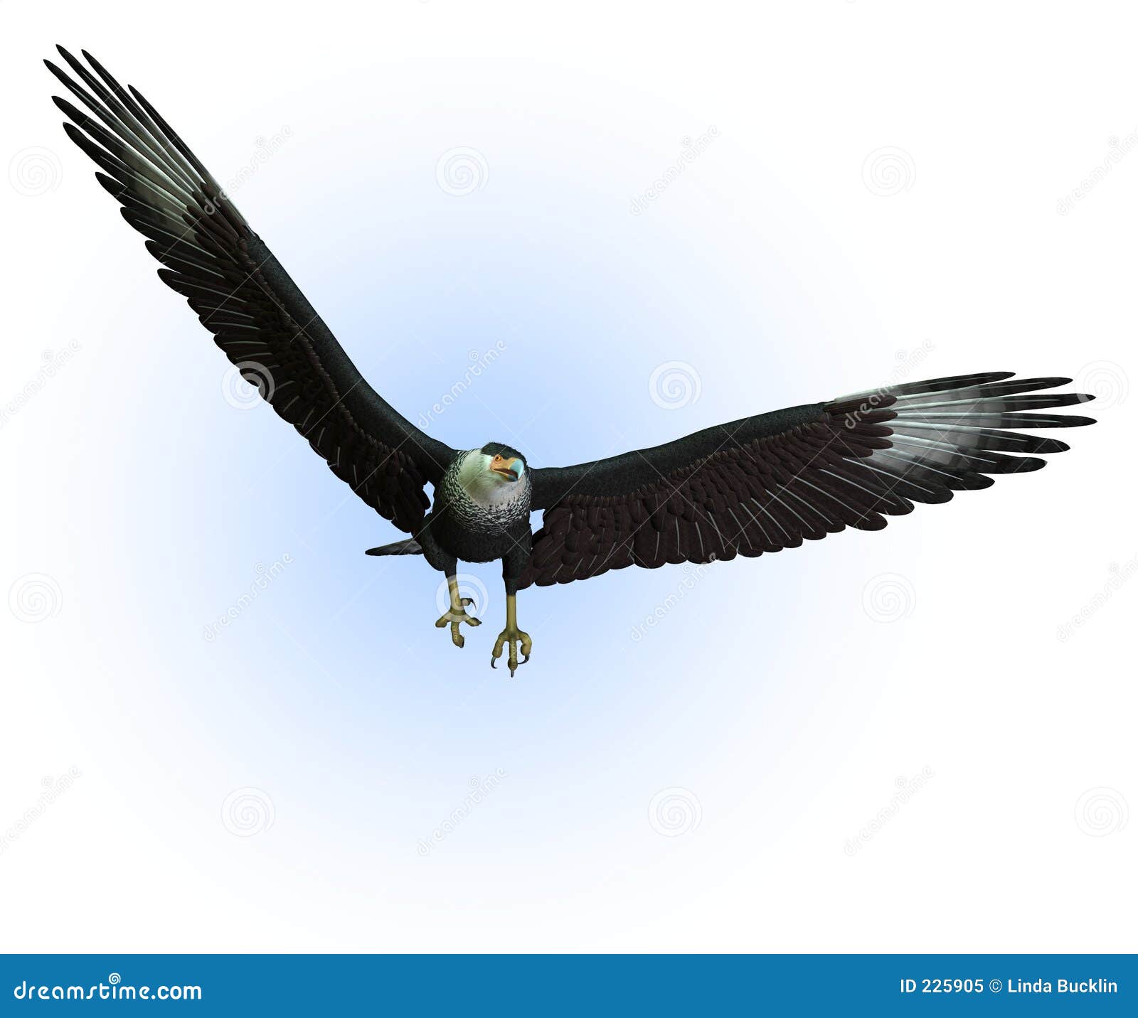 CaraCara Vulture in Flight - Includes Clipping Path Stock Illustration ...