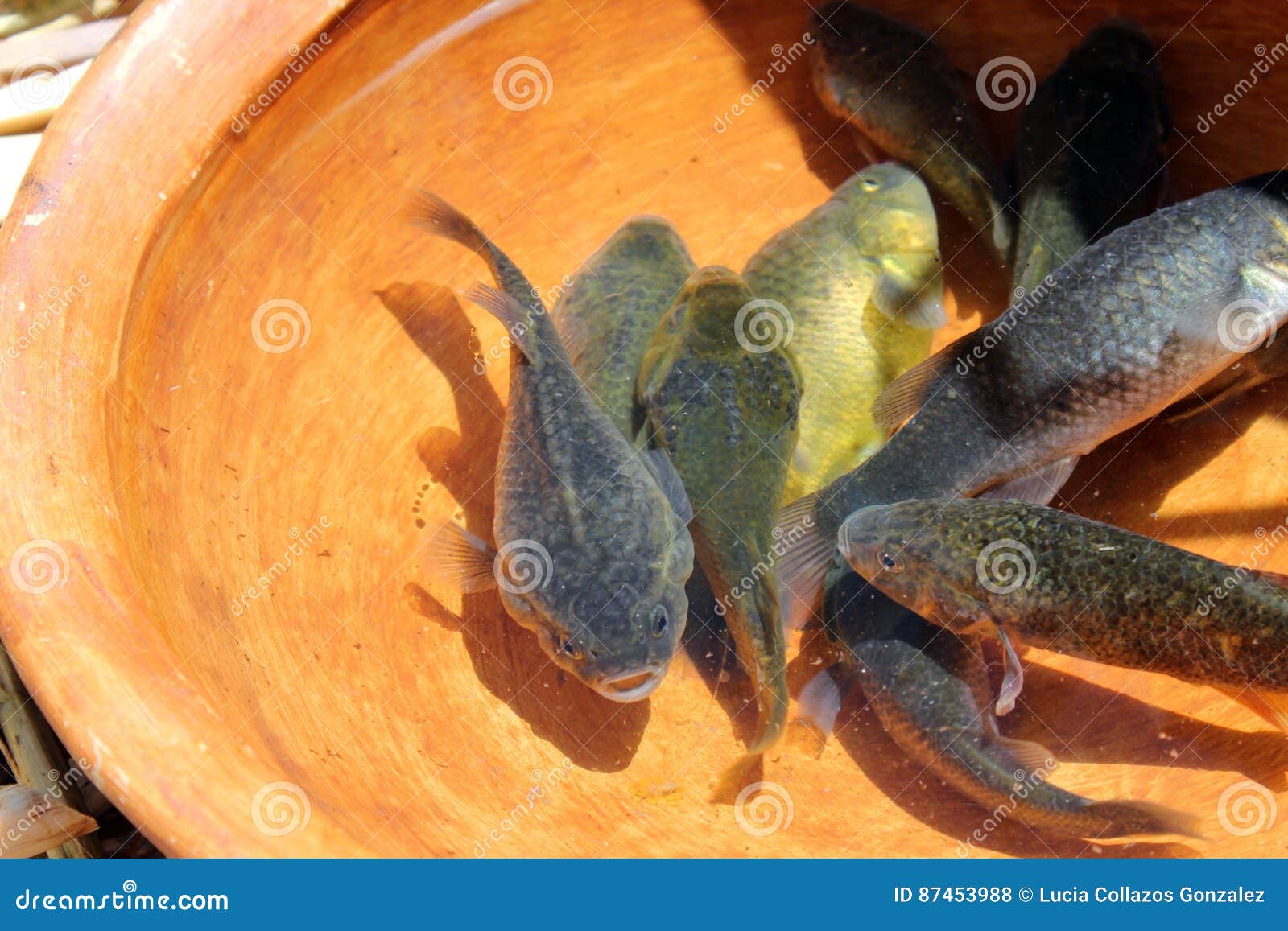 Carachi Fish, Titikaka Lake. Stock Photo - Image of healthy, freshness ...