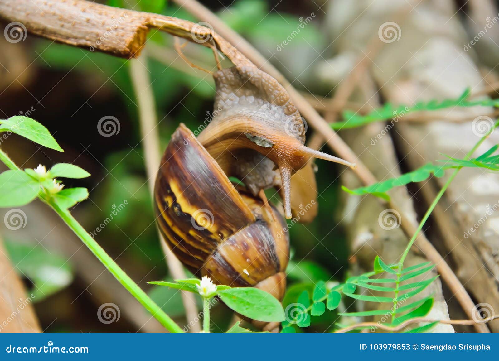 Caracol imagen de archivo. Imagen de fangoso, objeto - 103979853