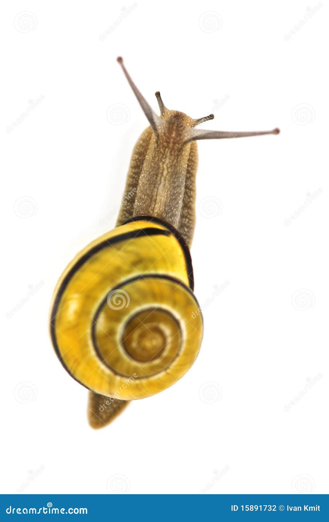 Caracol foto de archivo. Imagen de caracol, deslizamiento - 15891732