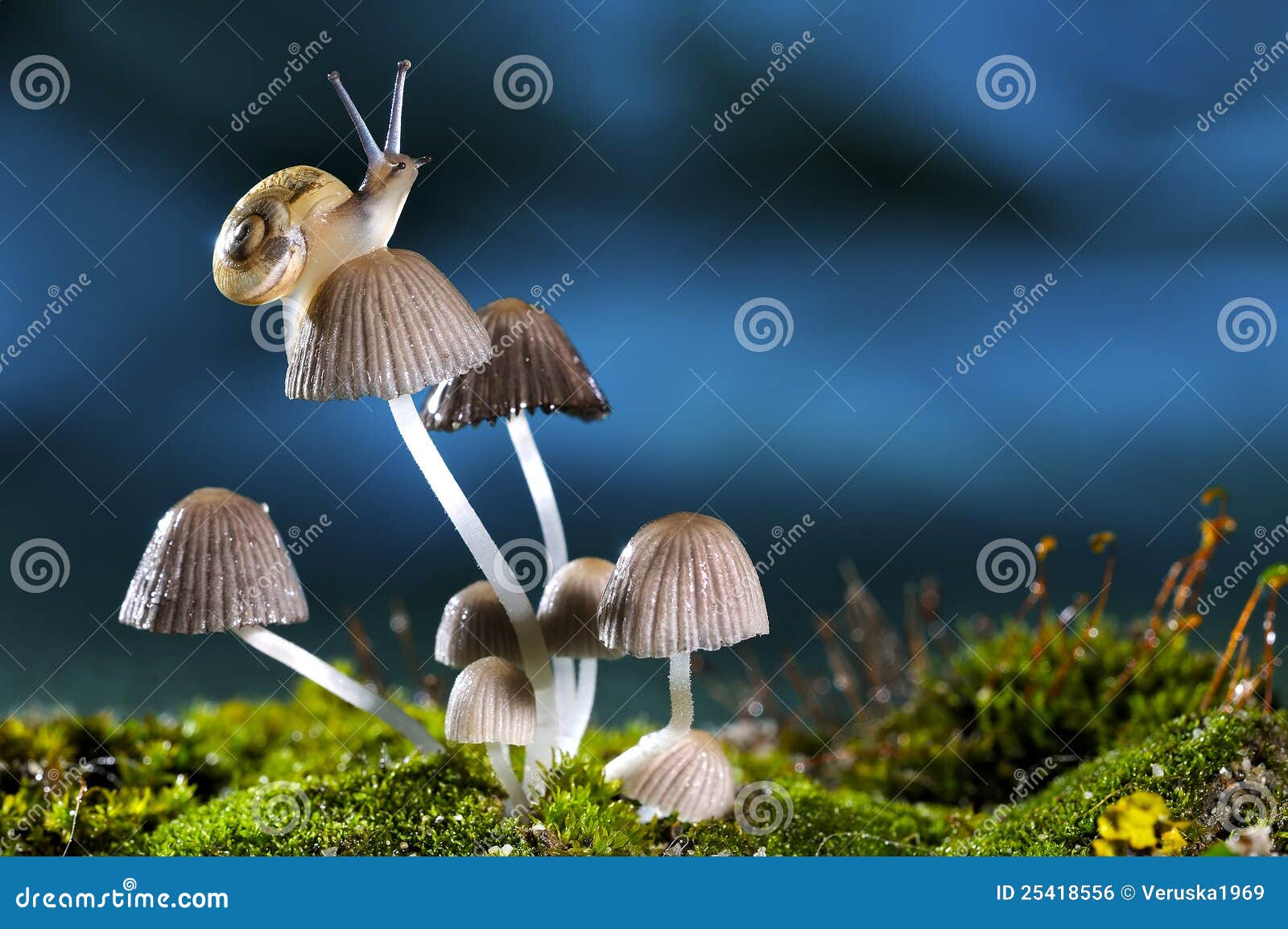 Caracol foto de archivo. Imagen de caracol, color, macro - 25418556