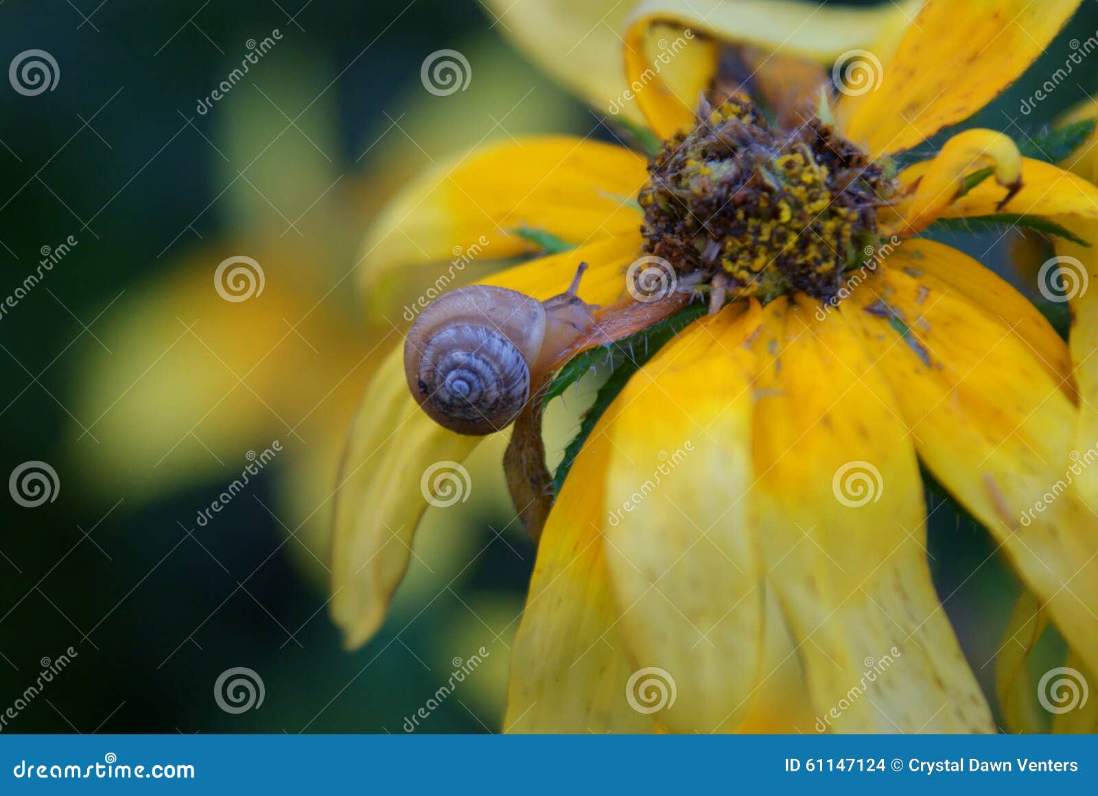 Caracol foto de archivo. Imagen de amarillo, lingote - 61147124