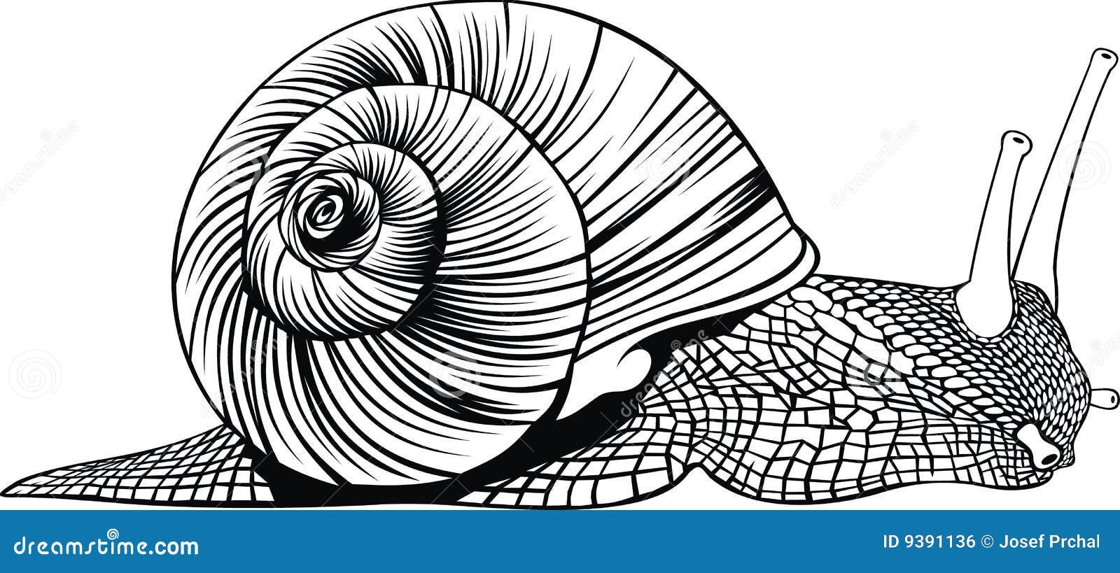 Caracol ilustração do vetor. Ilustração de grampo, sorriso - 9391136