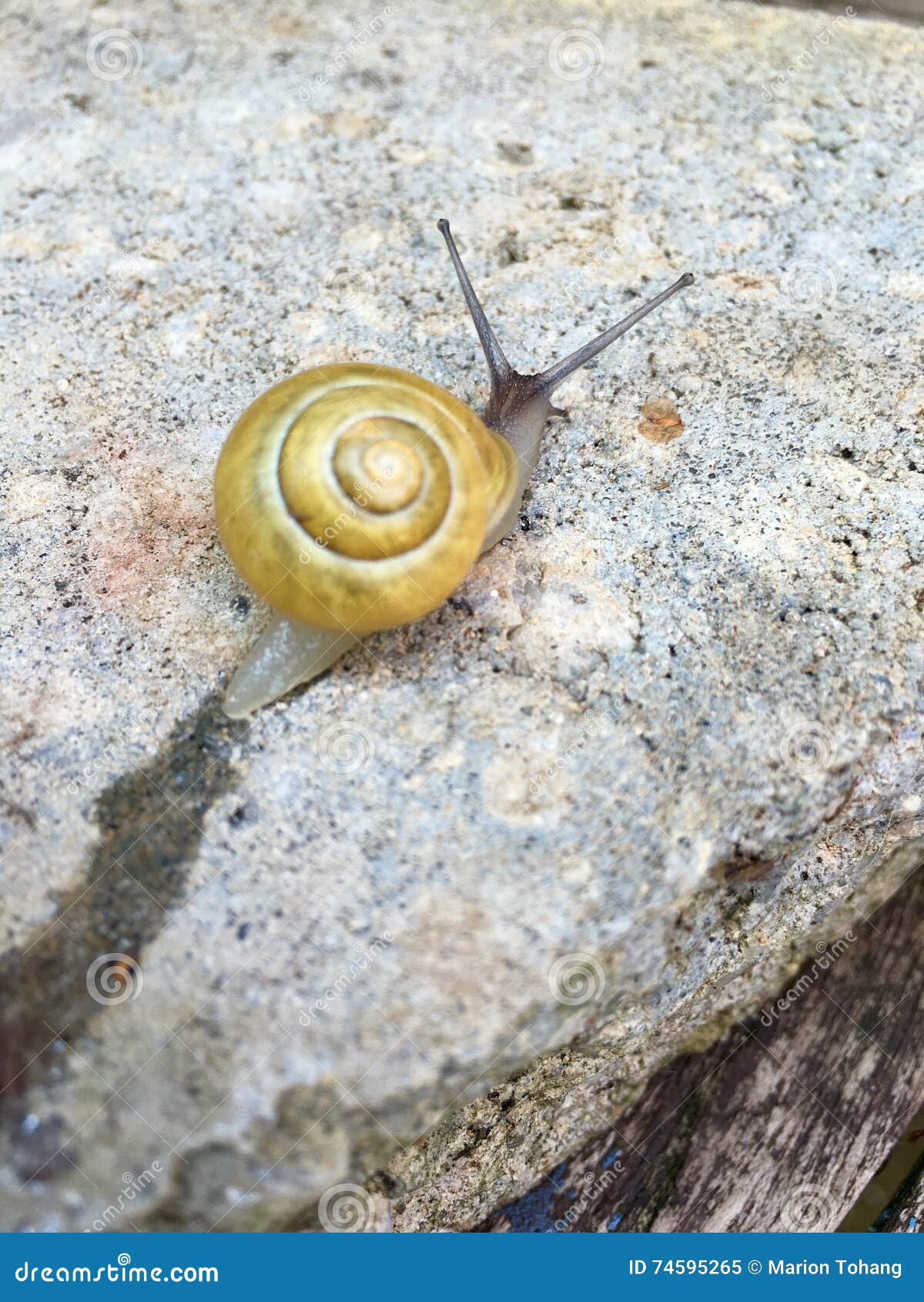 Caracol amarillo imagen de archivo. Imagen de cubo, molusco - 74595265