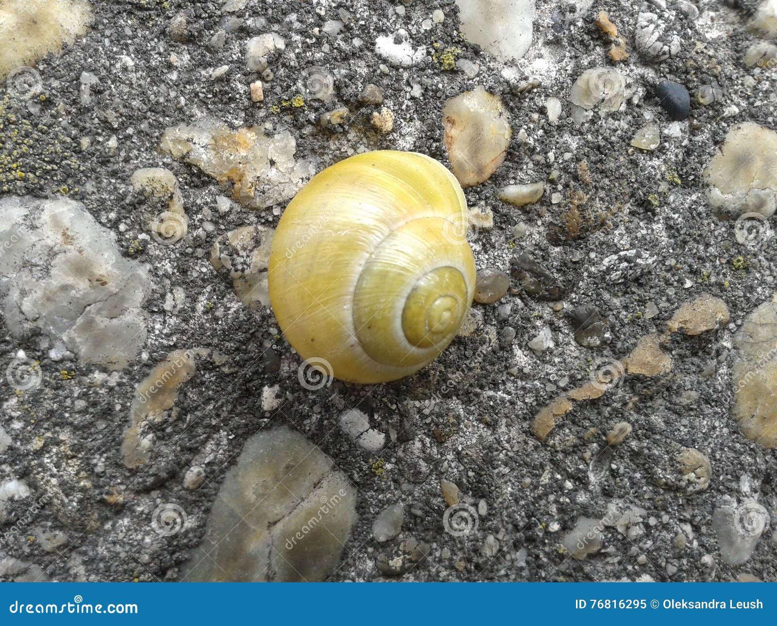 Caracol Amarillo En La Piedra Imagen de archivo - Imagen de espiral ...