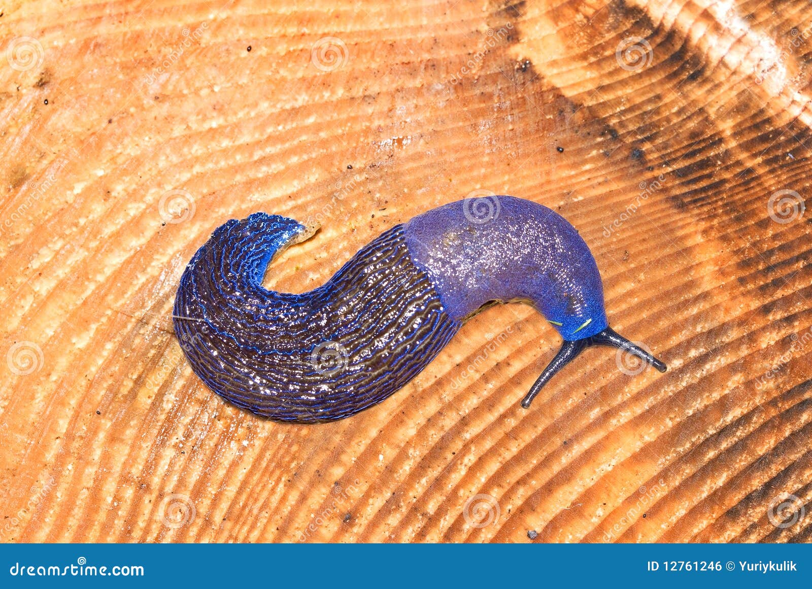 Caracol azul foto de archivo. Imagen de violeta, caracol - 12761246