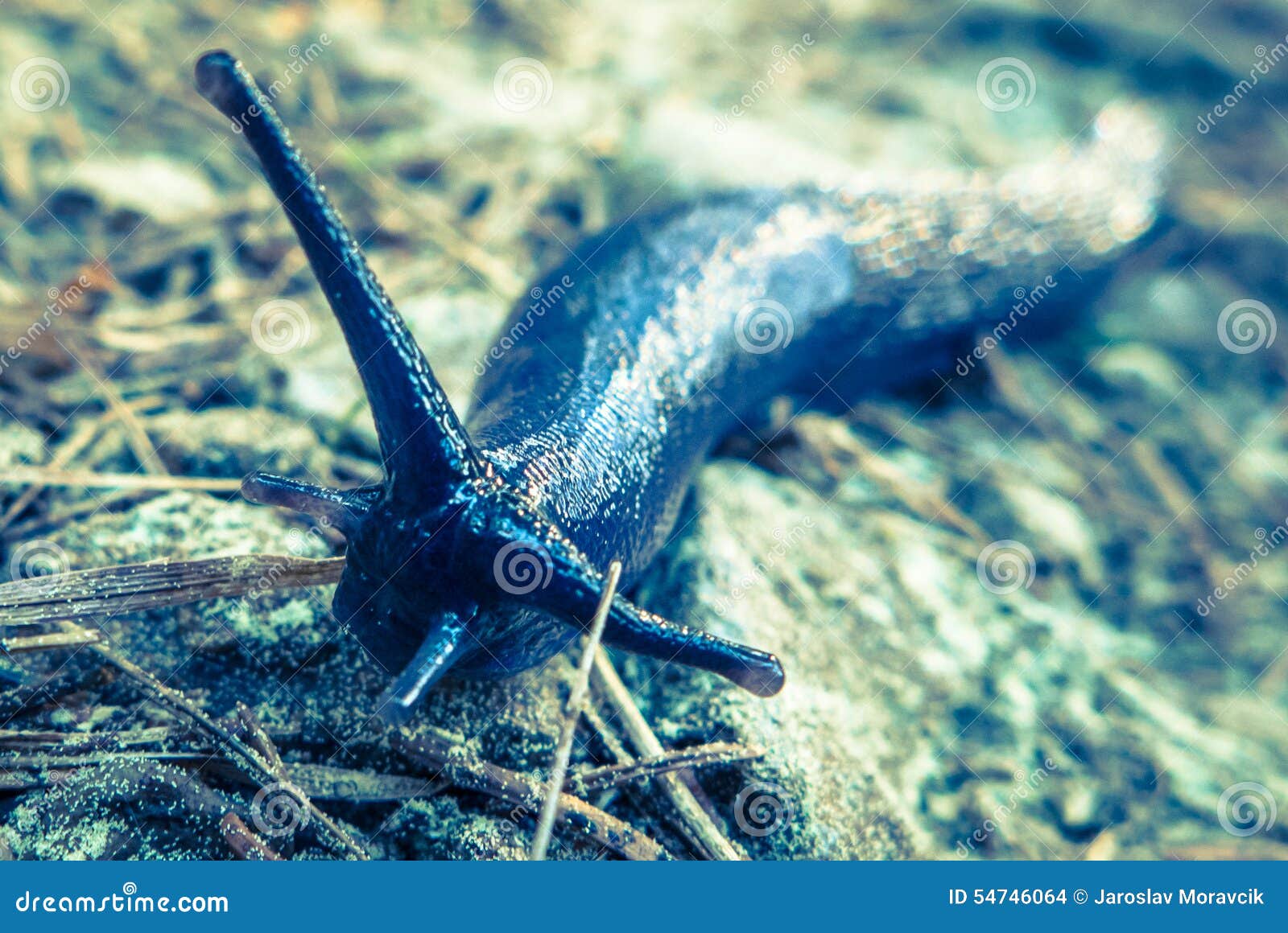 Caracol azul foto de archivo. Imagen de animal, azul - 54746064