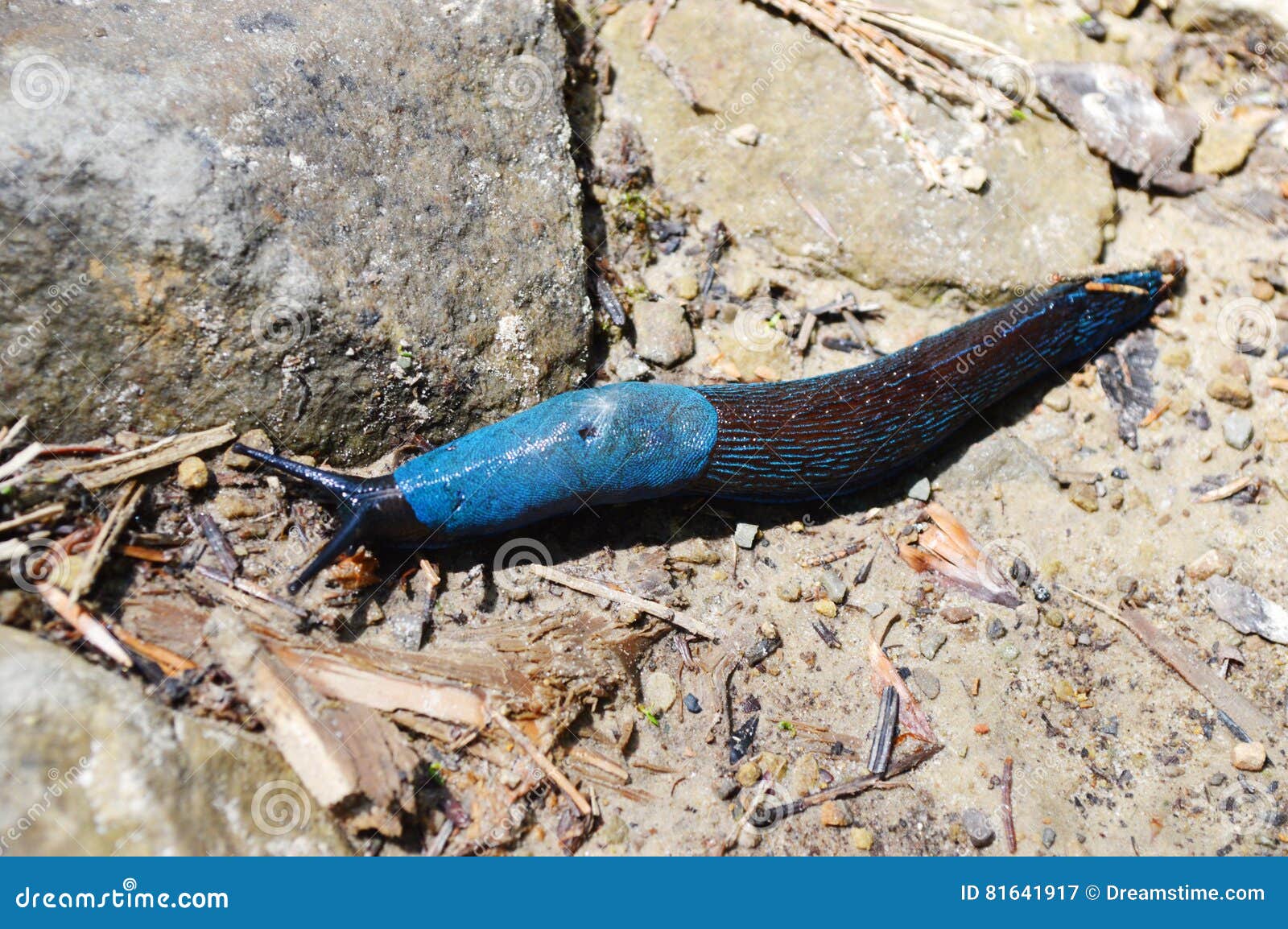 Caracol azul imagen de archivo. Imagen de macro, mariposa - 81641917