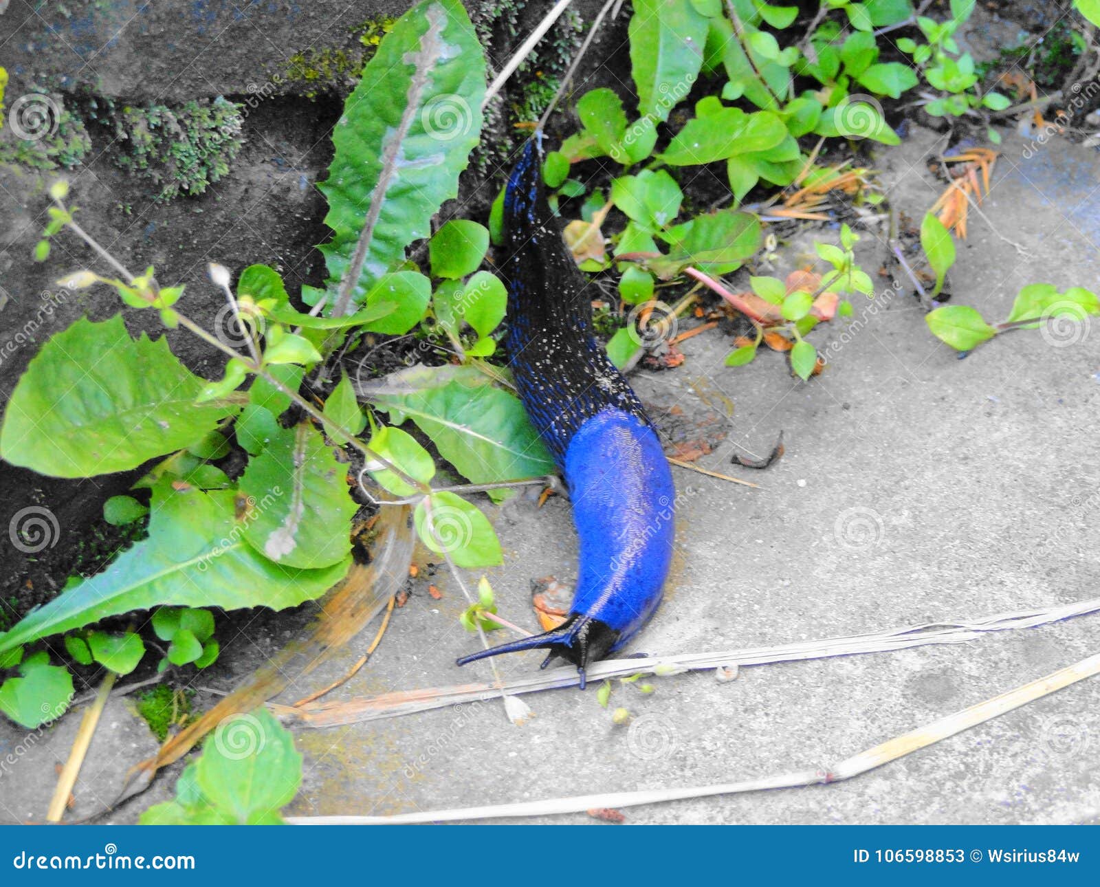 Caracol azul en una piedra imagen de archivo. Imagen de después - 106598853