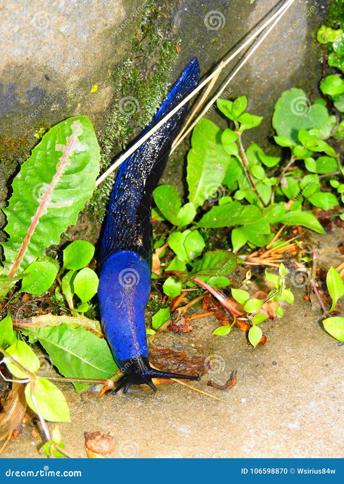 Caracol azul en una piedra foto de archivo. Imagen de lluvia - 106598870
