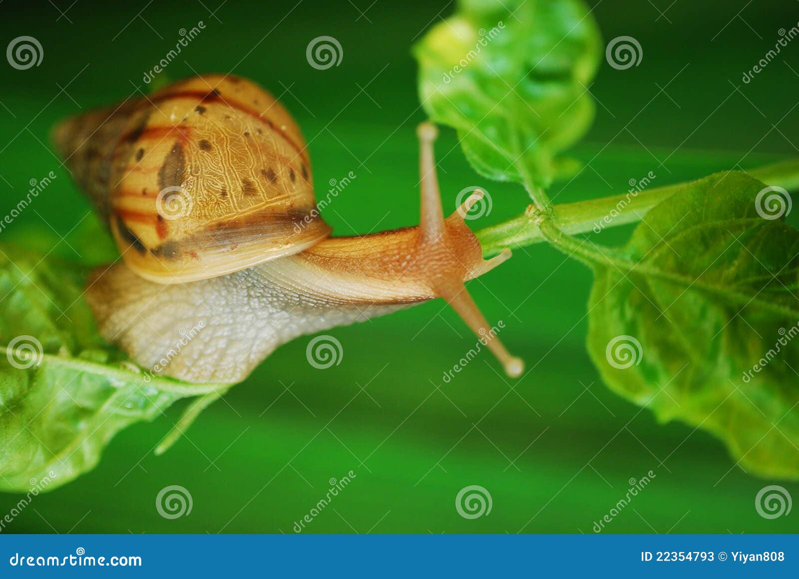 Caracol de bebé imagen de archivo. Imagen de bebé, caracol - 22354793