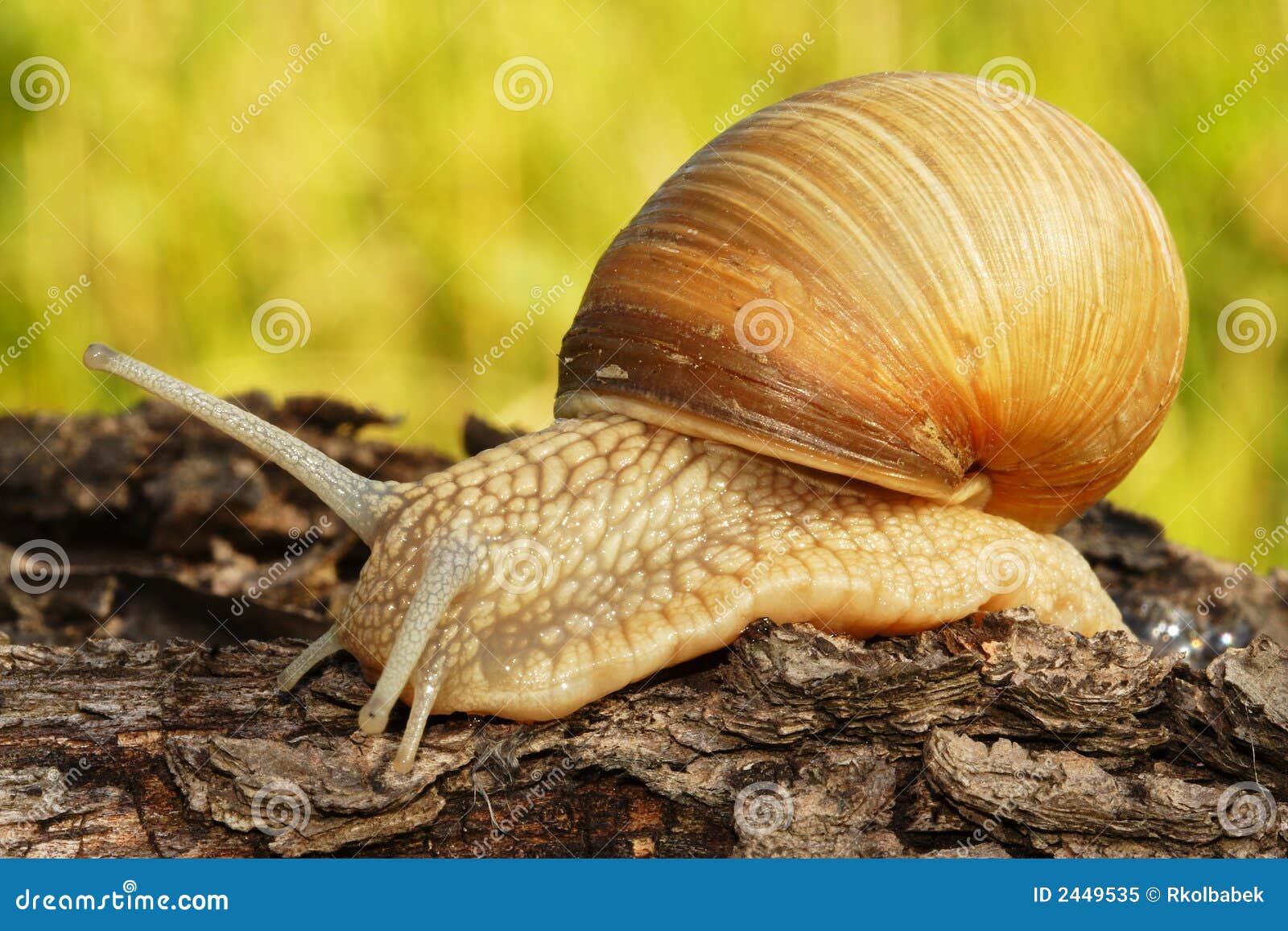 Caracol de jardín imagen de archivo. Imagen de fauna, fondo - 2449535