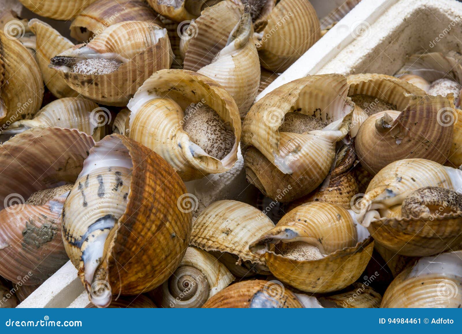 Caracol De Mar En Mercado De La Comida Fresca Fotos de stock - Fotos ...