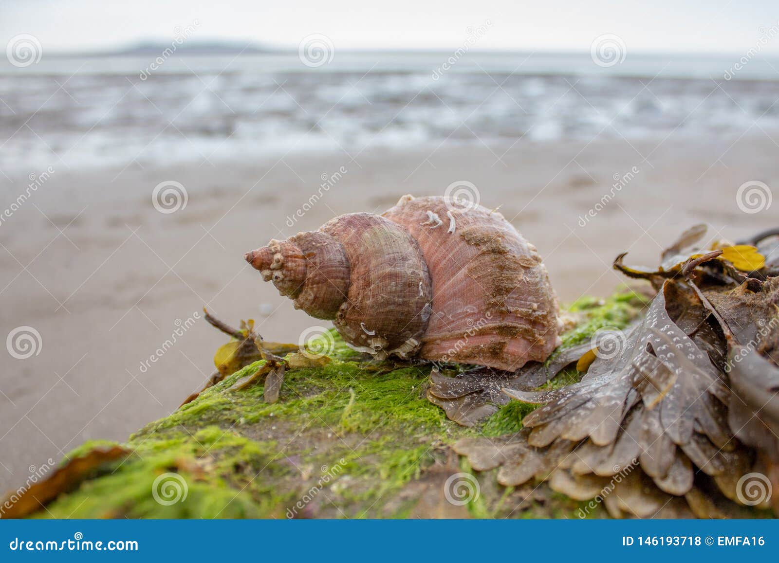 Caracol De Mar Shell Em Uma Rocha Em Uma Praia Foto de Stock - Imagem ...