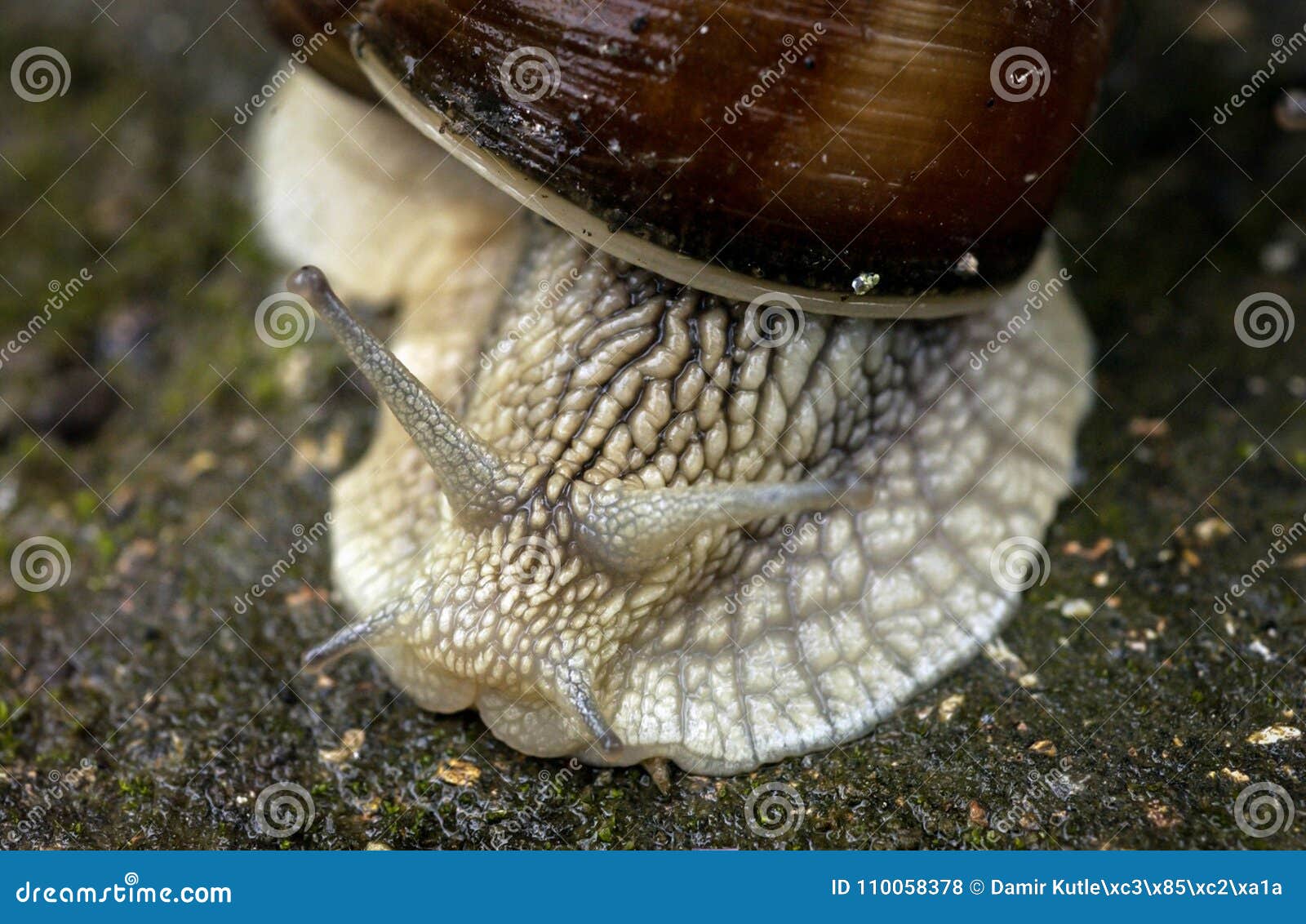 Caracol Em Um Macro Da Casa De Campo Foto de Stock - Imagem de acomode ...