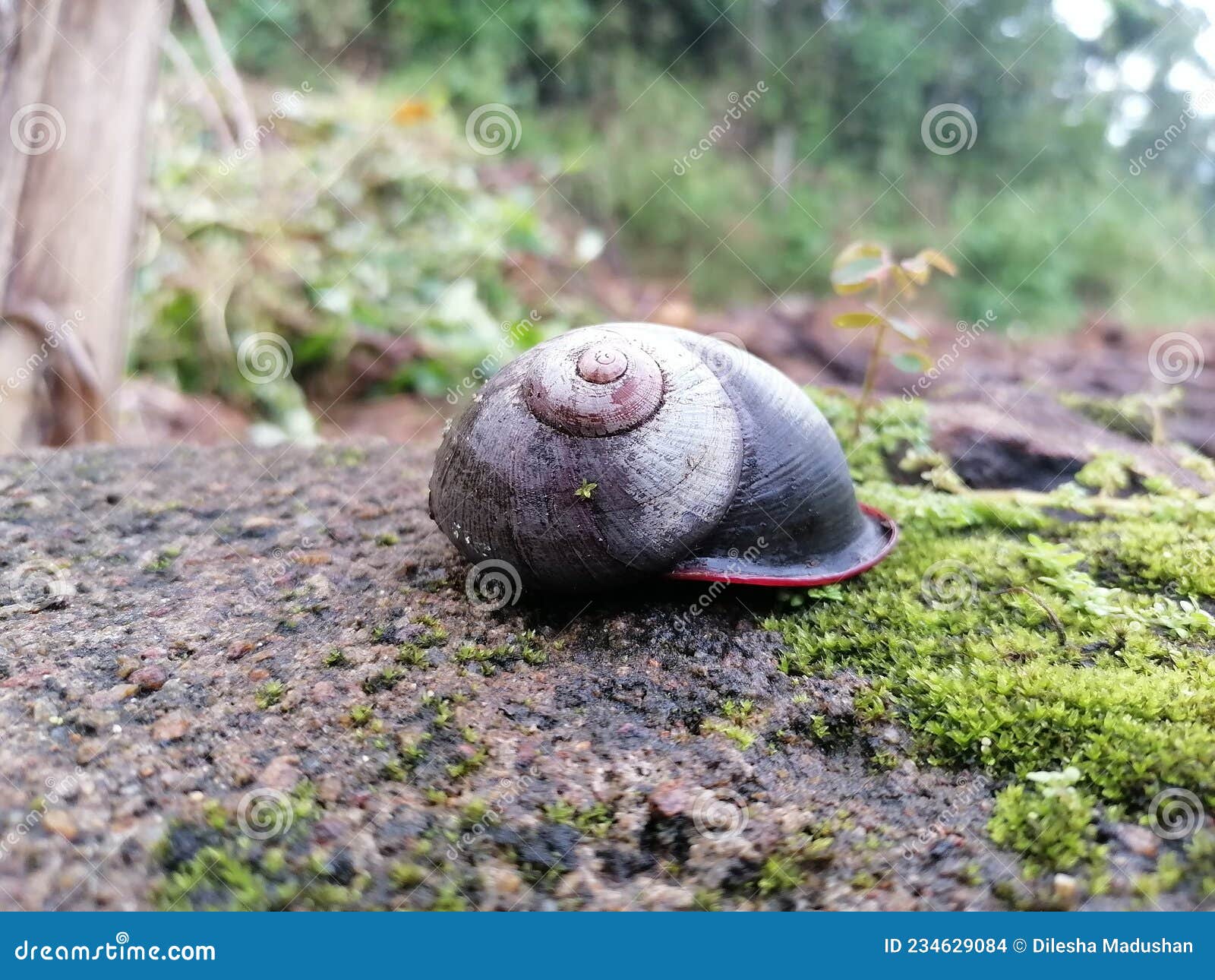 Caracol En La Roca Comiendo Algas Foto de archivo - Imagen de cubo ...