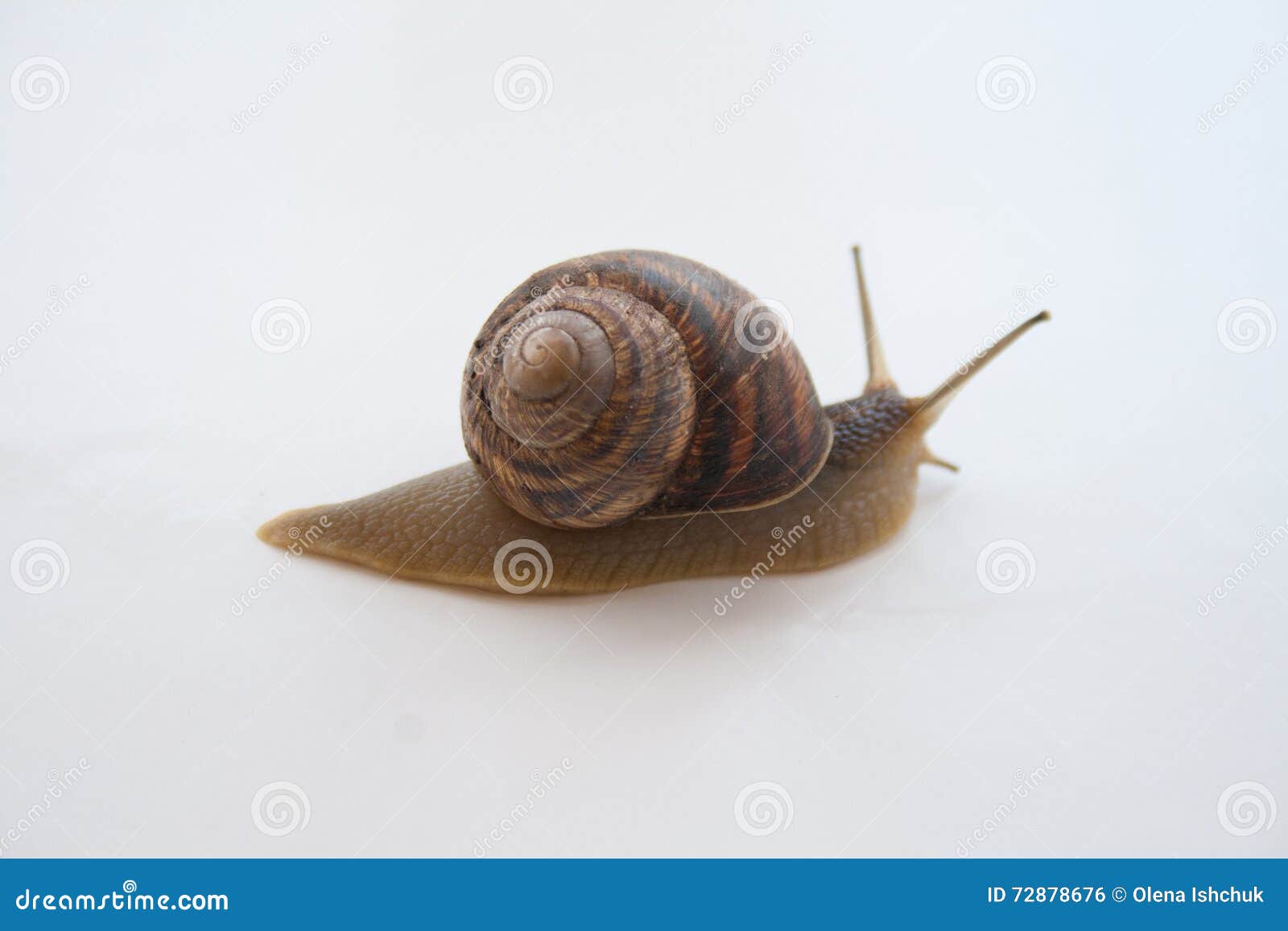 Caracol Que Garrapatea En Blanco Foto de archivo - Imagen de mojado ...