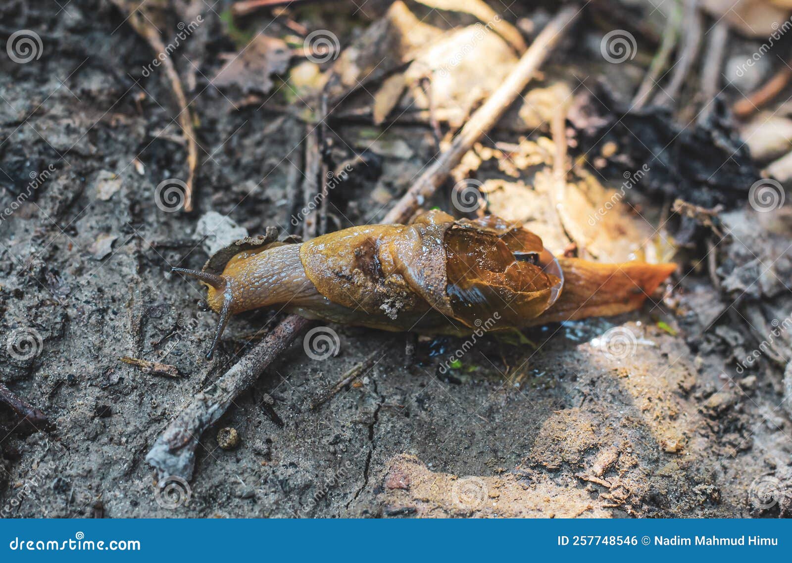 Caracol Quebrado Rastejando Com Caracol De Seixos. Um Caracol Com Uma ...