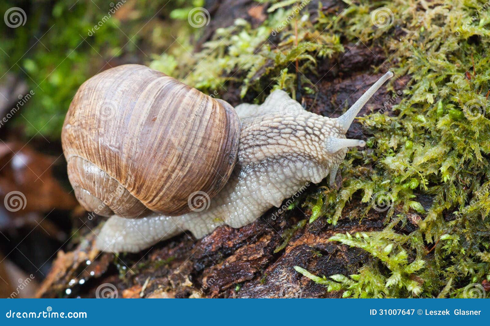 Caracol Romano Macro En Litera Del Bosque Imagen de archivo - Imagen de ...