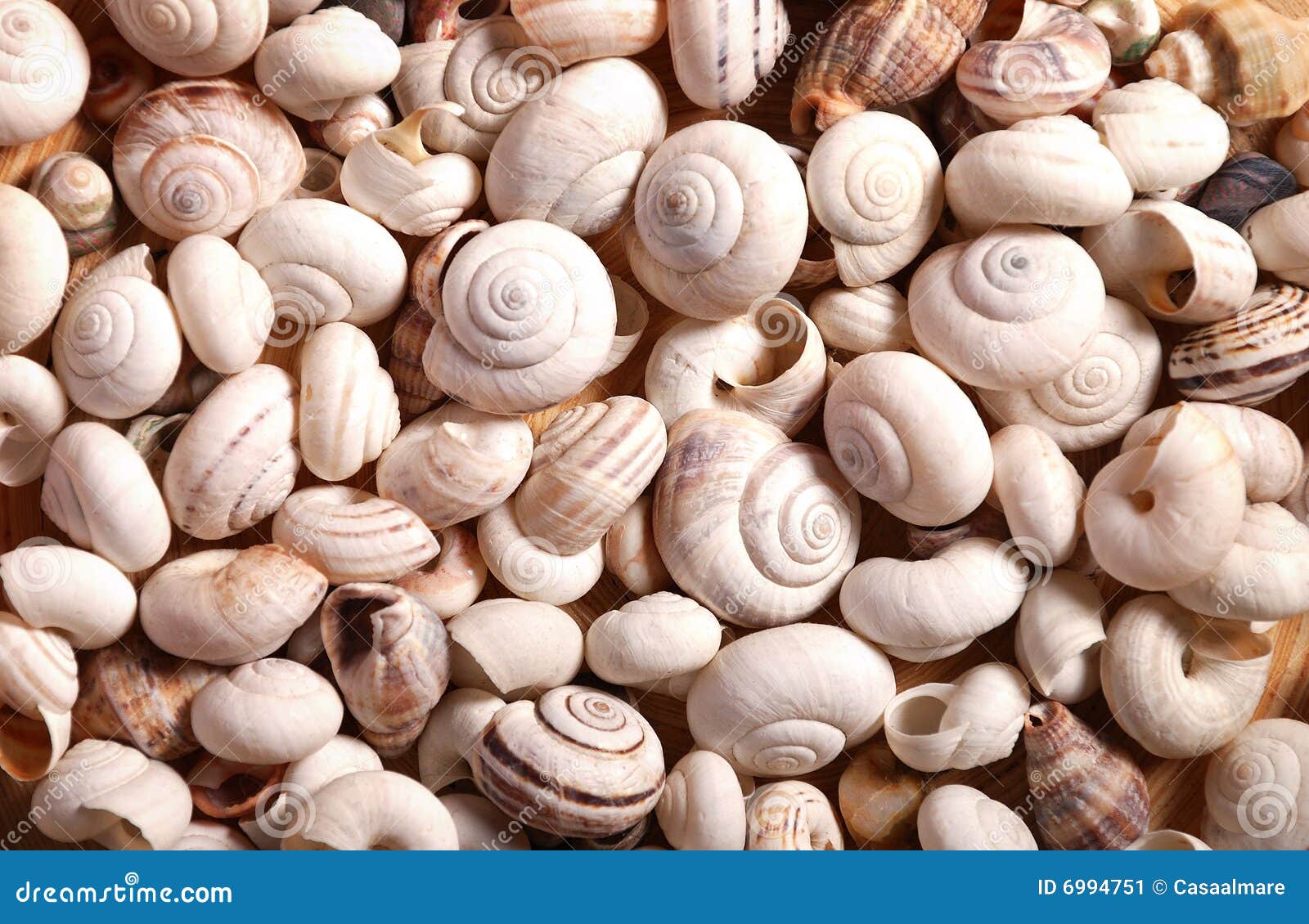 Caracol-seashells imagen de archivo. Imagen de textura - 6994751