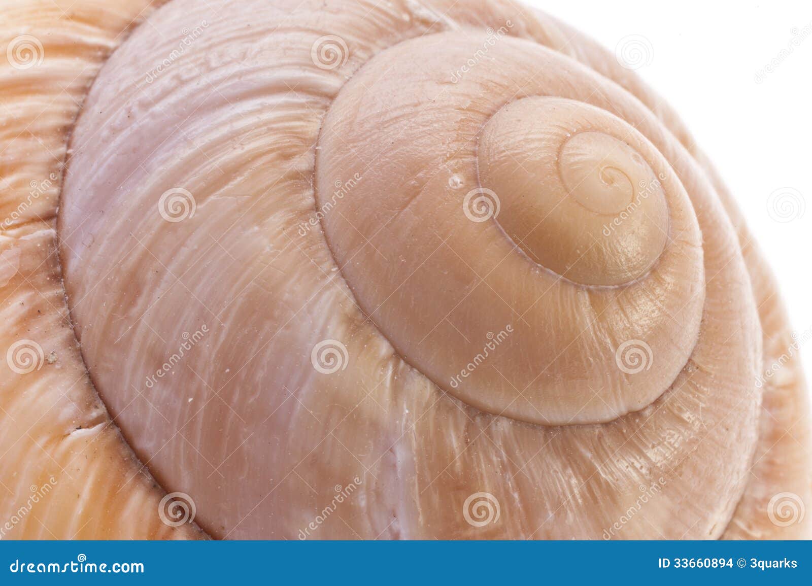 Caracol Shell foto de archivo. Imagen de fondo, textura - 33660894