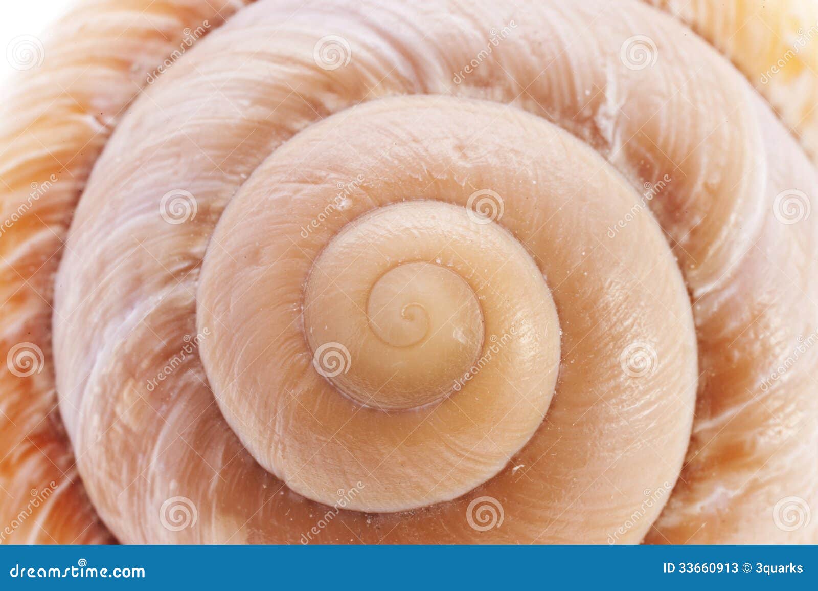 Caracol Shell imagen de archivo. Imagen de espiral, geométrico - 33660913