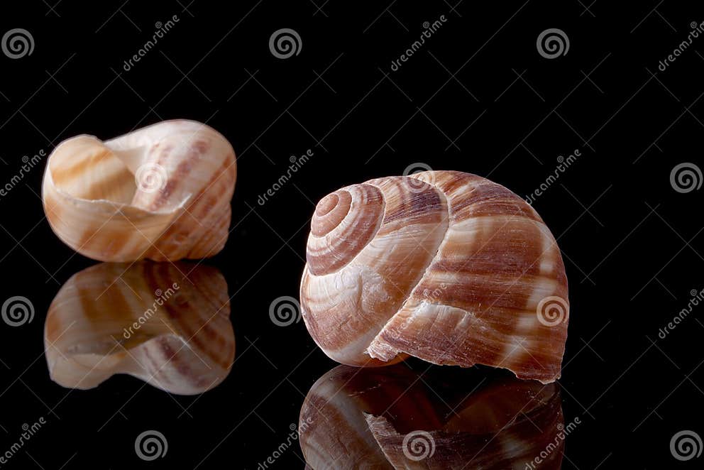 Caracol Shell imagen de archivo. Imagen de duro, vida - 33792623