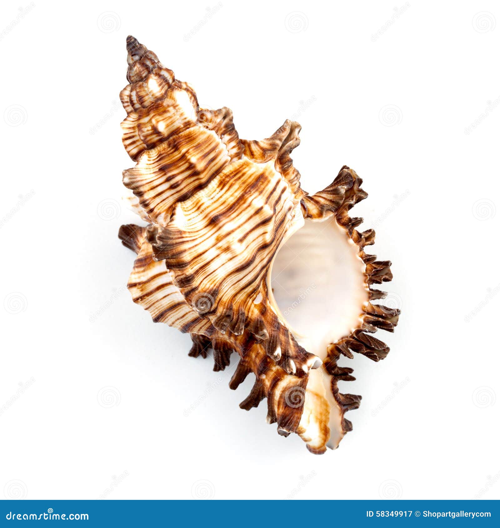 Caracol Shell (Chicoreus Brevifrons) Del Murex Imagen de archivo ...