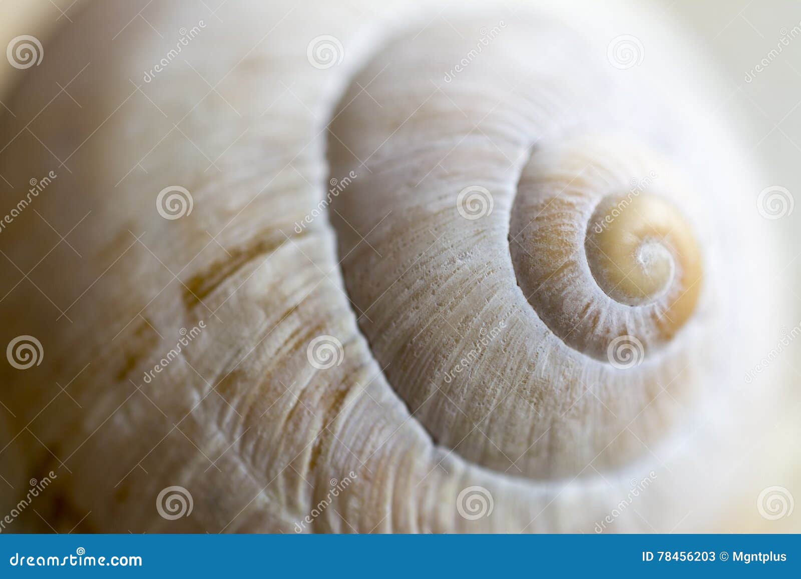 Caracol Shell Texture imagen de archivo. Imagen de espiral - 78456203