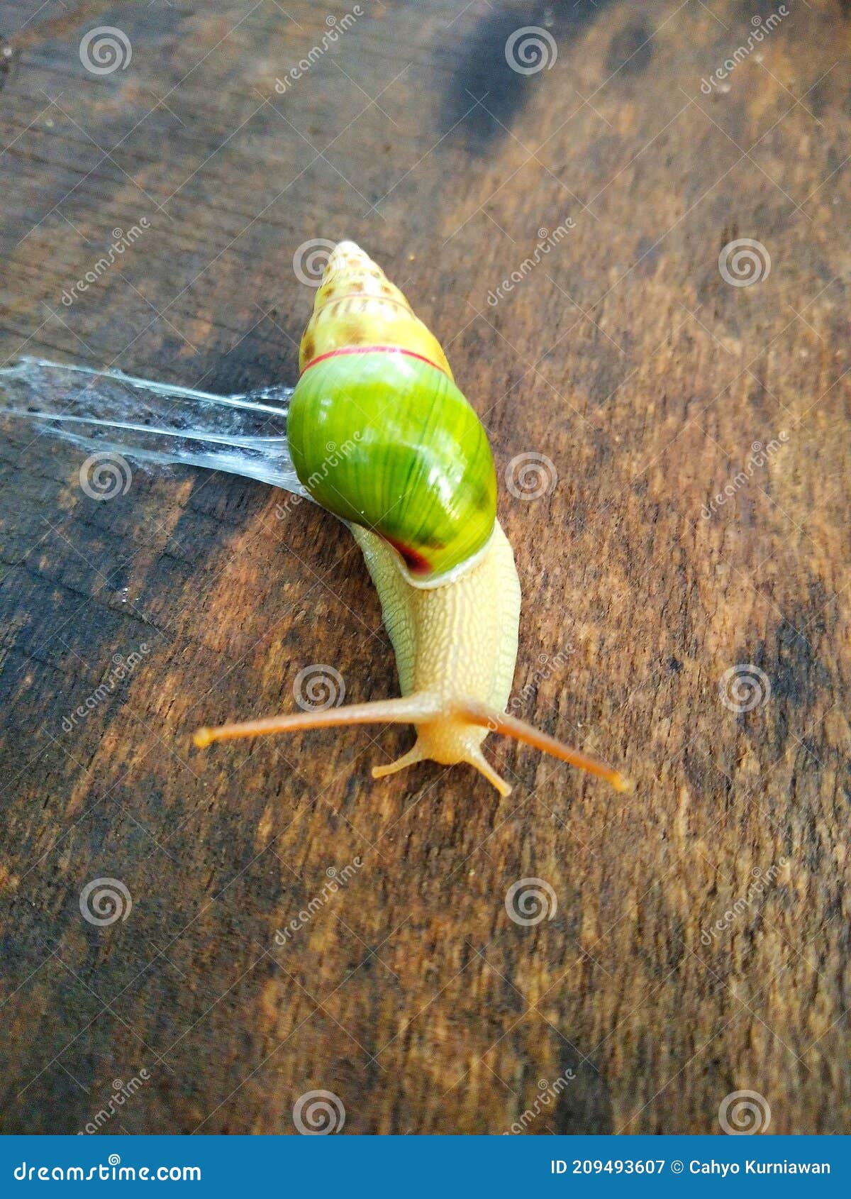 Caracol venenoso imagen de archivo. Imagen de caracol - 209493607