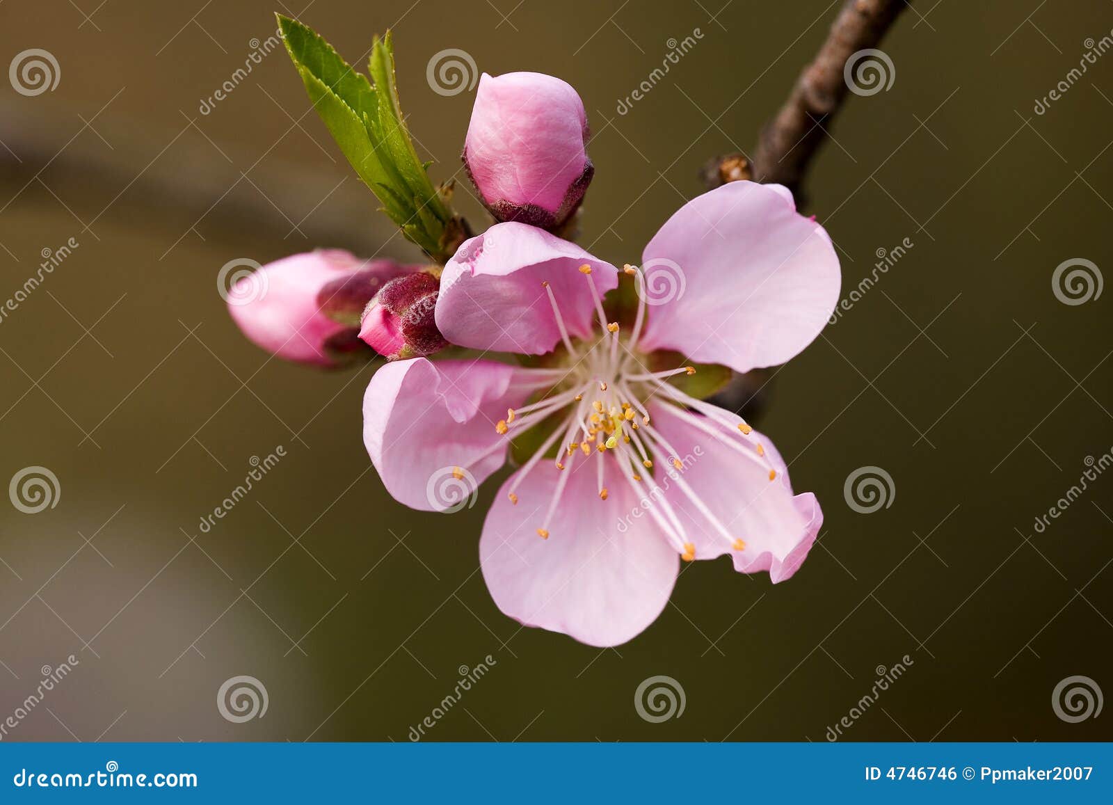 Característica Da Flor Do Pêssego Foto de Stock - Imagem de jardim ...