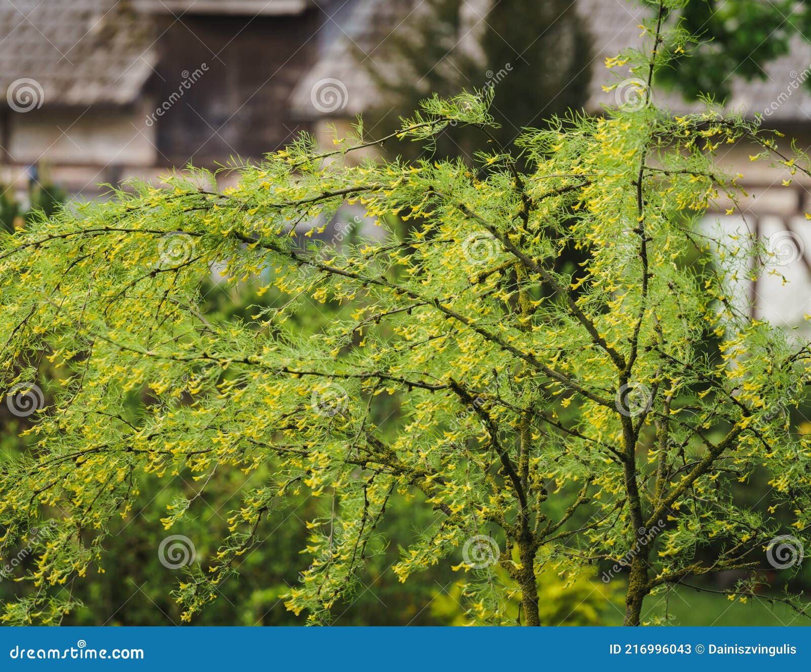 Hydrangea And Weeping Siberian Peashrub Caragana Arborescens Pendula ...