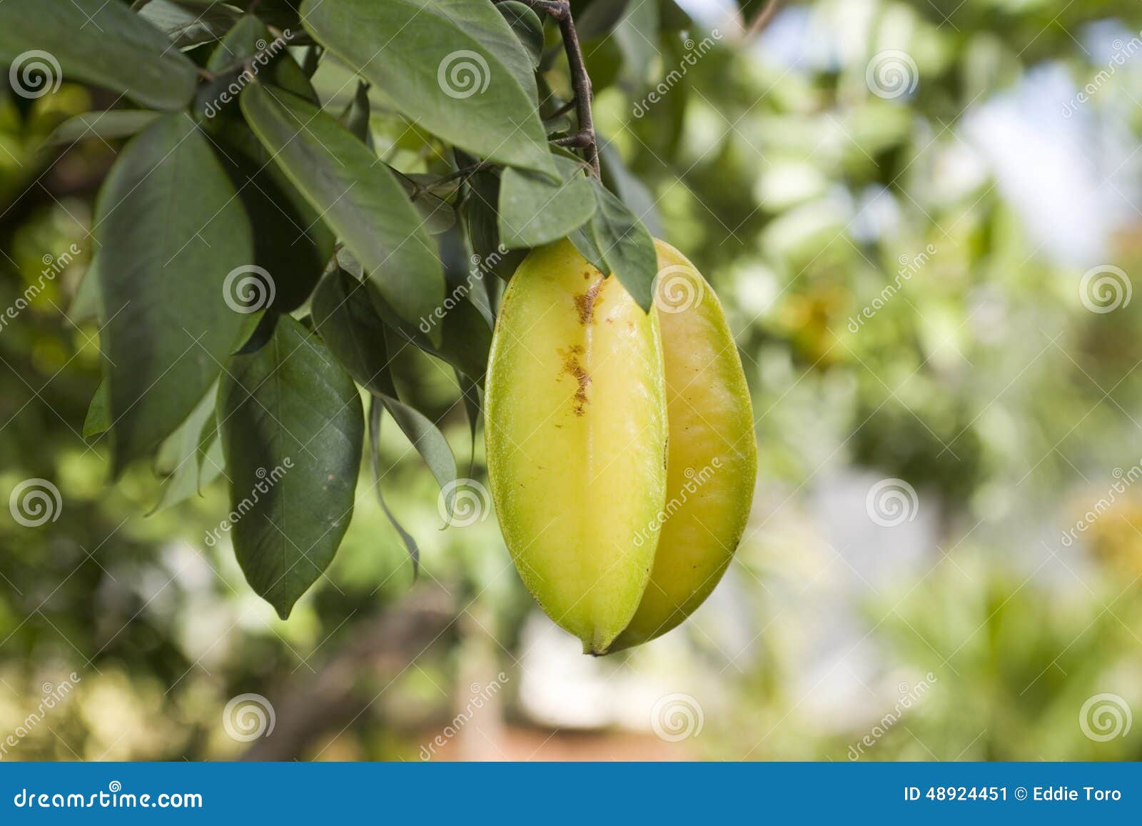 Carambola, Also Known As Star Fruit Or 5 Fingers, Is The Fruit Of ...