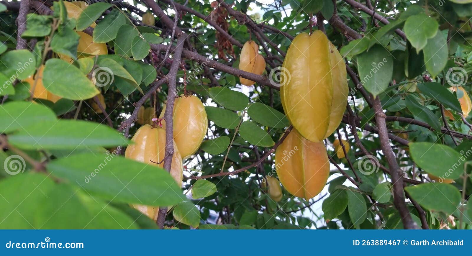 Carambola Fruit on the Tree Stock Image - Image of berry, yellow: 263889467