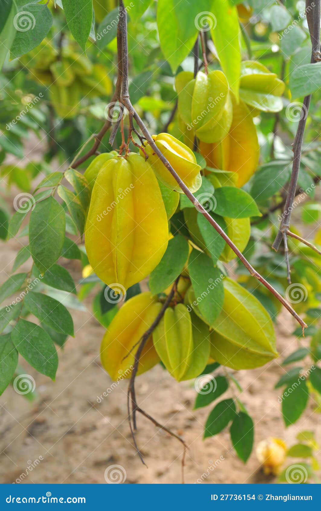 Carambole stock photo. Image of healthy, mature, shape - 27736154