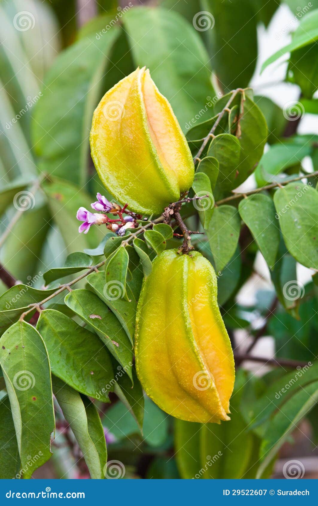 Carambole or Star Fruit Still Stock Image - Image of close, vitamin ...