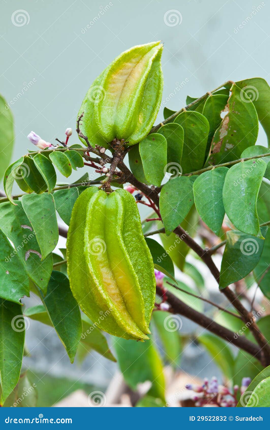 Carambole or Star Fruit Still Stock Photo - Image of dessert, starfruit ...