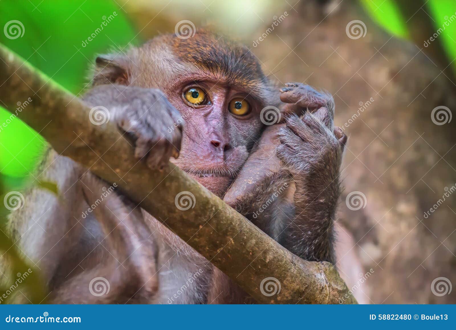 Caranguejo-comendo O Macaque, Macaque De Cauda Longa, Fascicularis Do ...