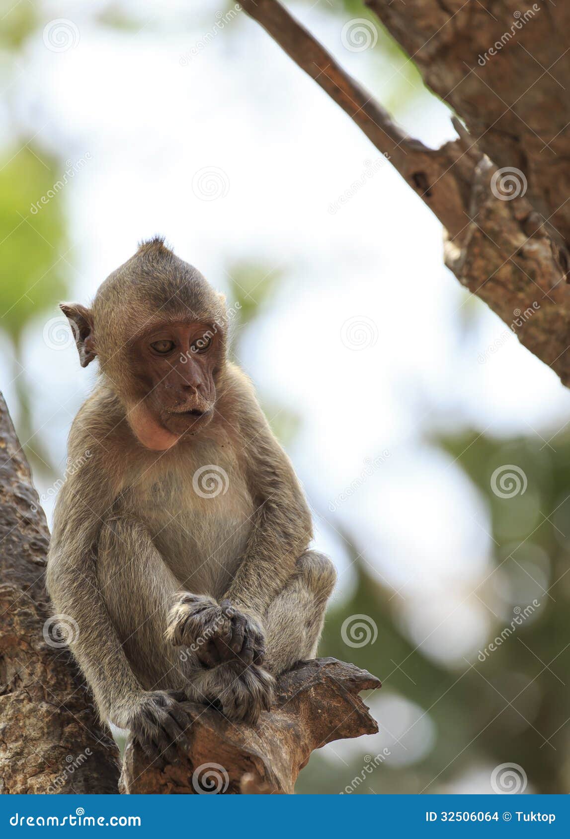 Caranguejo Que Come O Macaco Do Macaque (irus Do Macaca) Foto de Stock ...