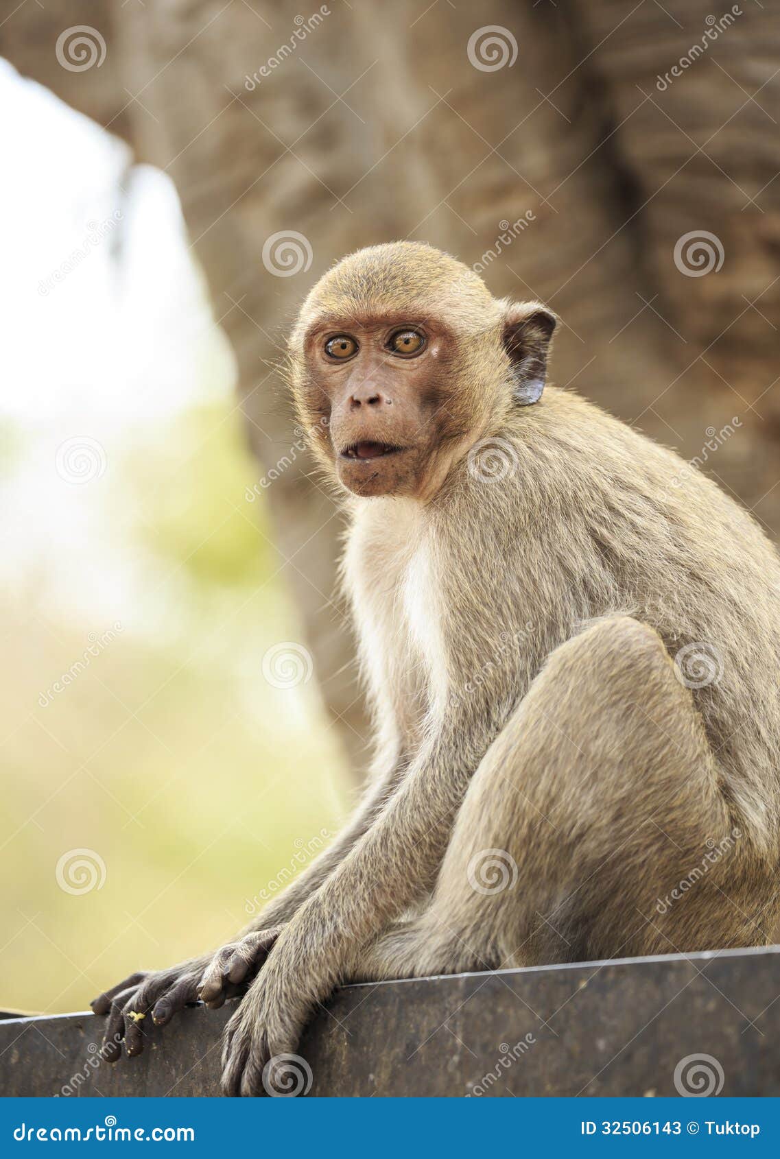 Caranguejo Que Come O Macaco Do Macaque (irus Do Macaca) Imagem de ...