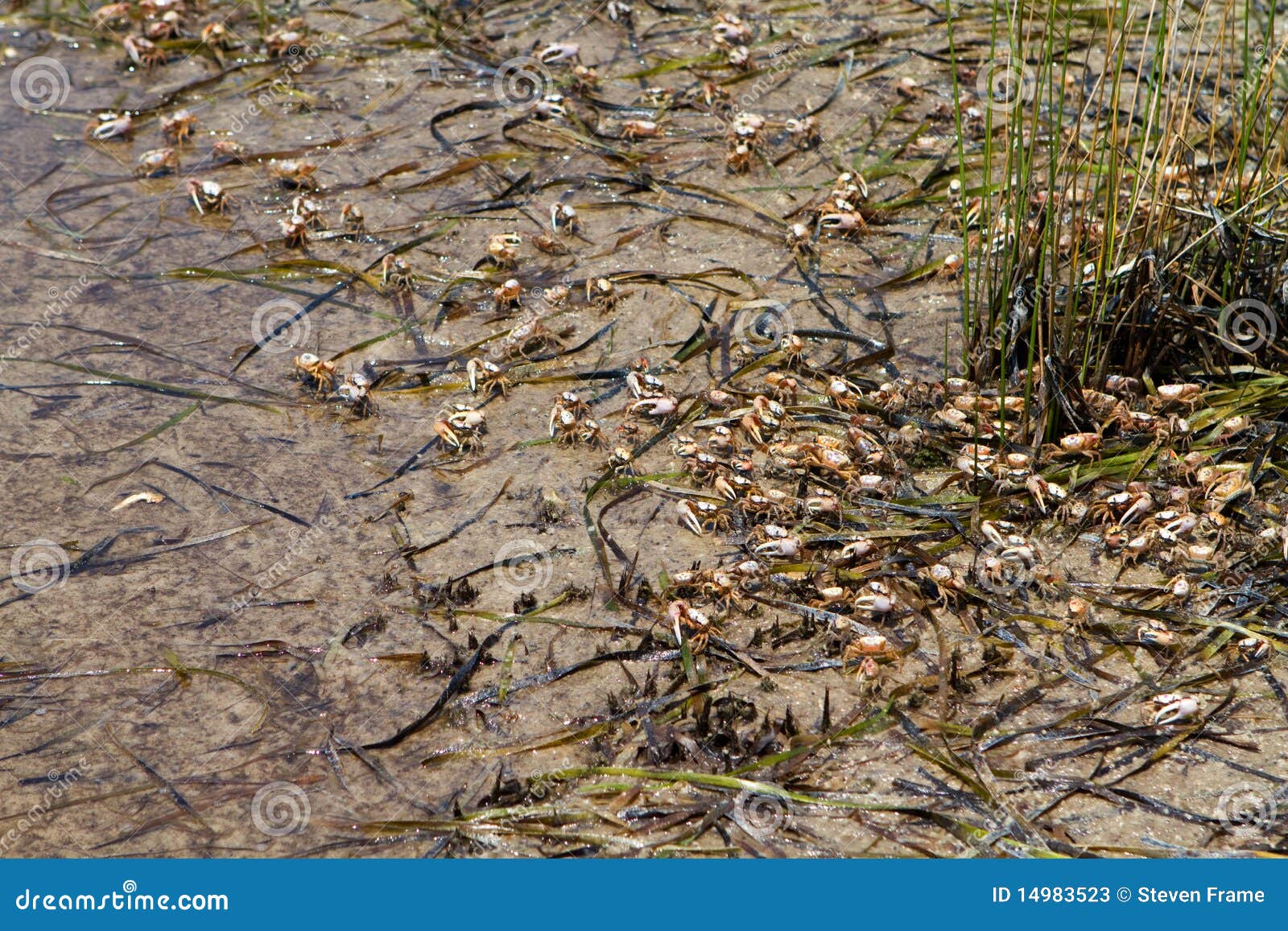 Caranguejos De Fiddler Pulular Imagem de Stock - Imagem de lama, gramas ...