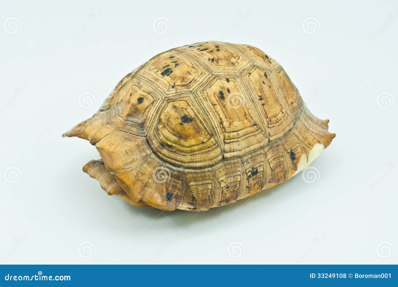 Carapaça foto de stock. Imagem de réptil, vazio, unhurriedly - 33249108