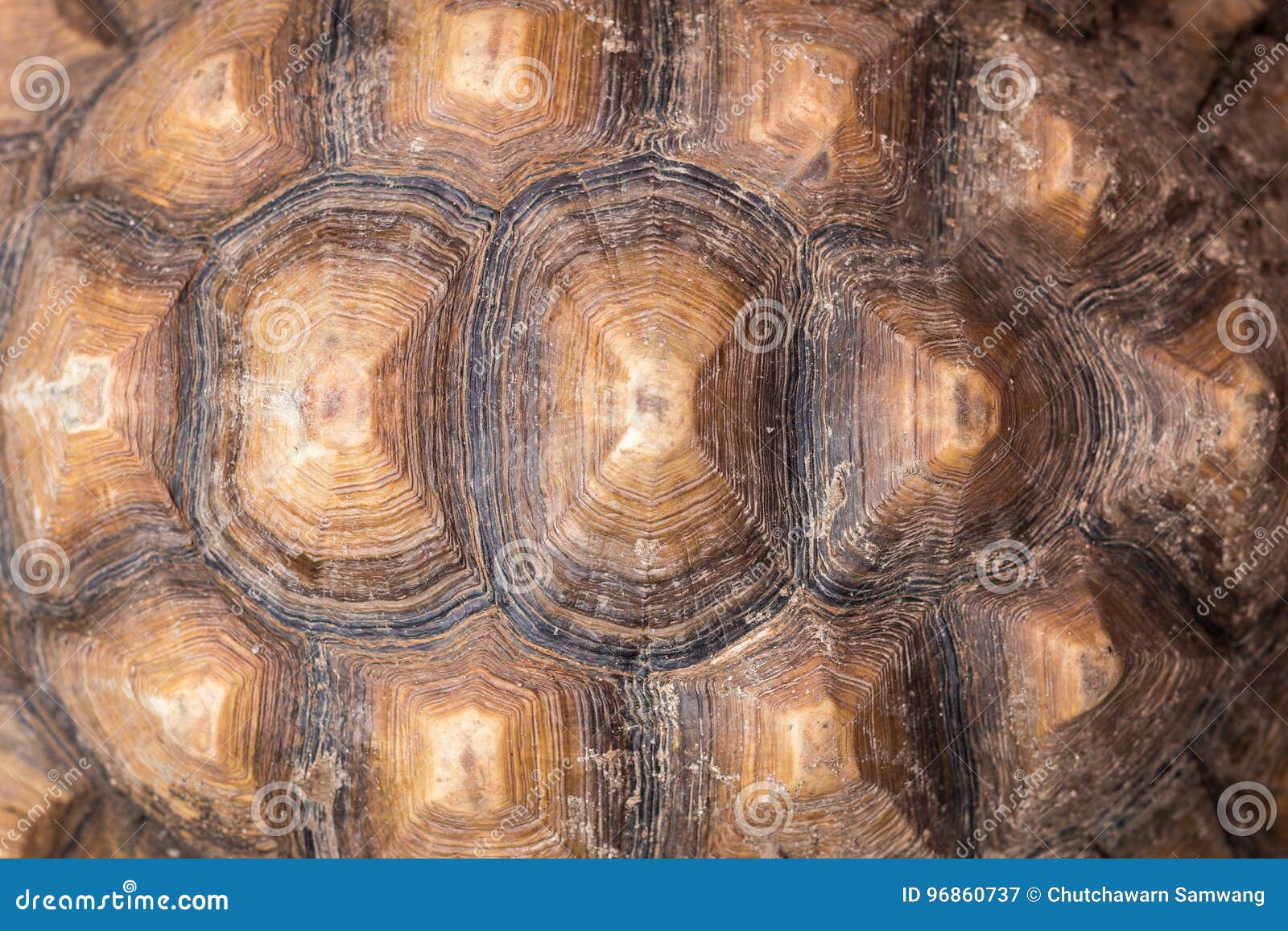 Carapaça da tartaruga imagem de stock. Imagem de velho - 96860737